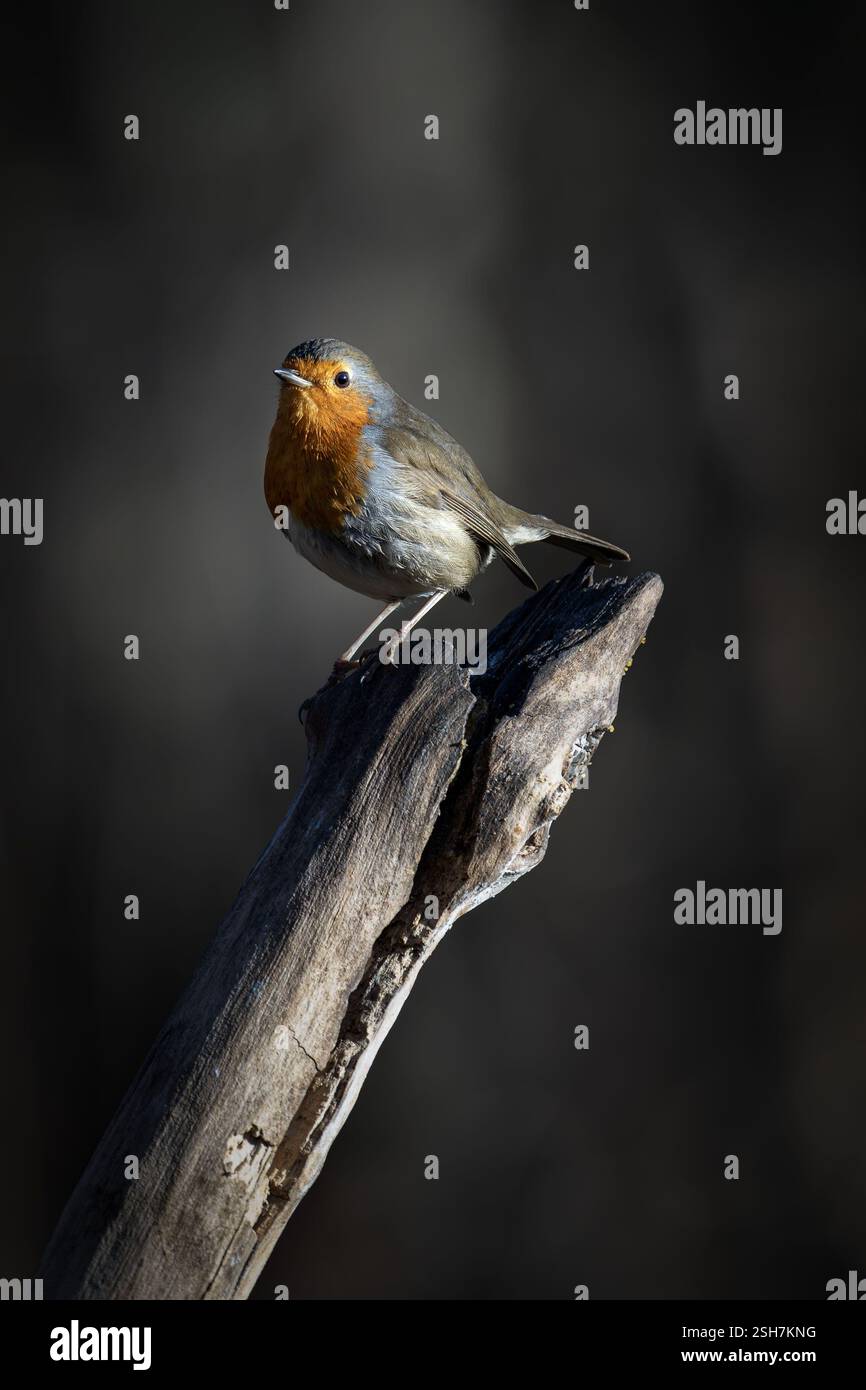 European Robin portrait Stock Photo - Alamy