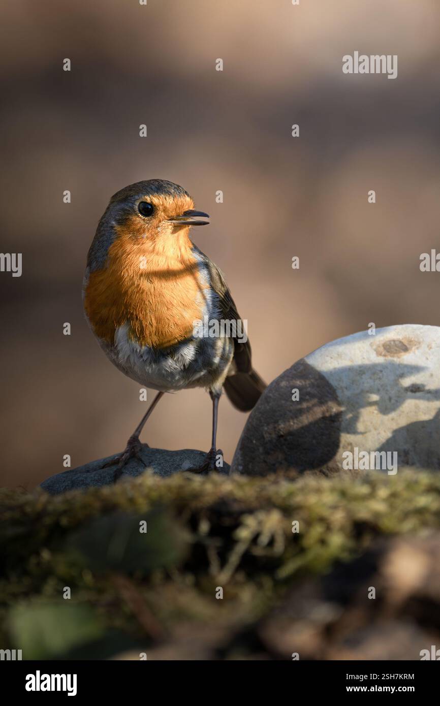 European Robin portrait Stock Photo - Alamy