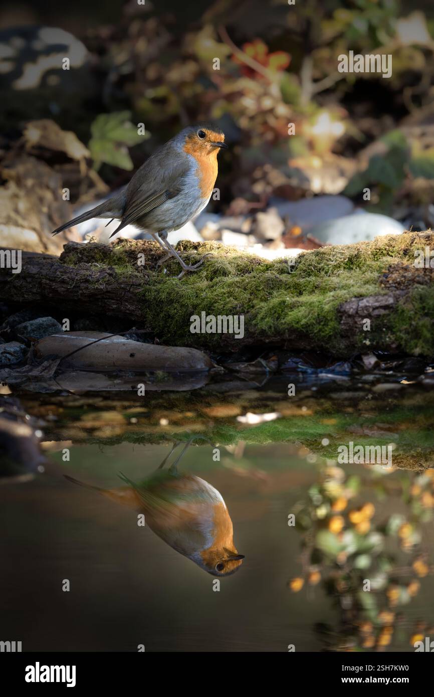 European Robin portrait with water reflection Stock Photo - Alamy