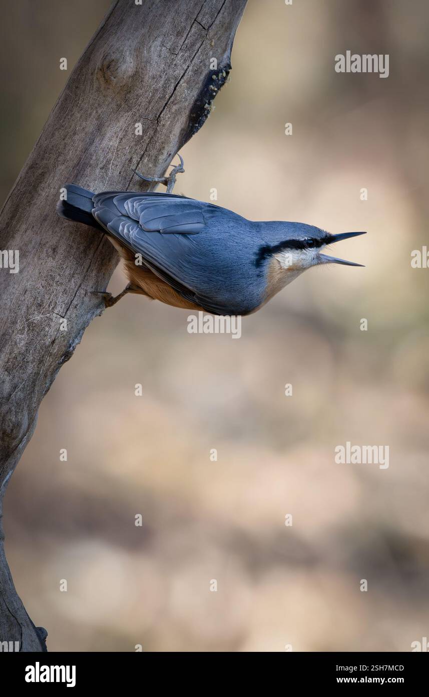 Eurasian nuthatch portrait Stock Photo - Alamy