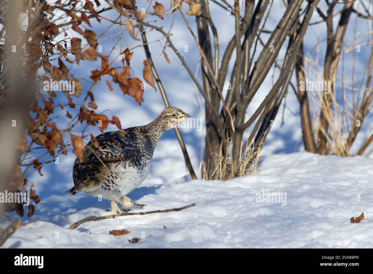 Neck outstretched, a cautious sharp-tailed grouse (Tympanichus ...