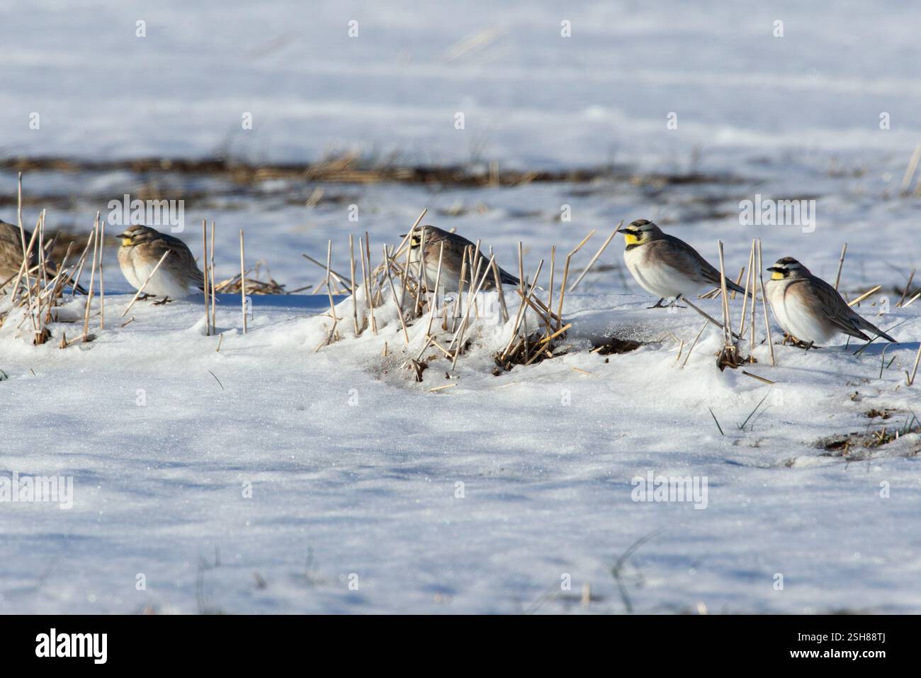 Larks form hi-res stock photography and images - Alamy