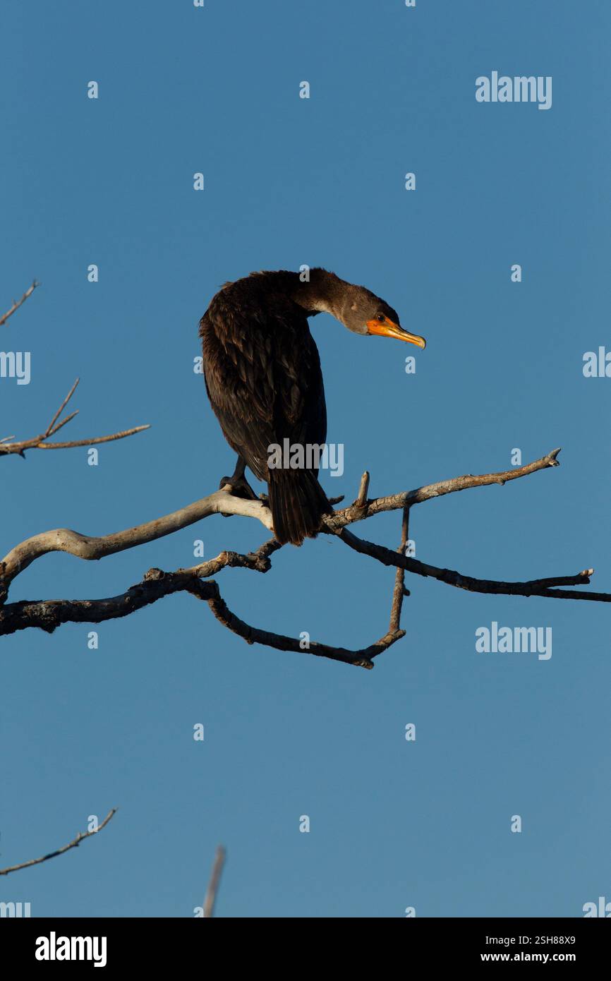 Double-crested cormorant (Phalacrocorax auritus) shows off its long ...