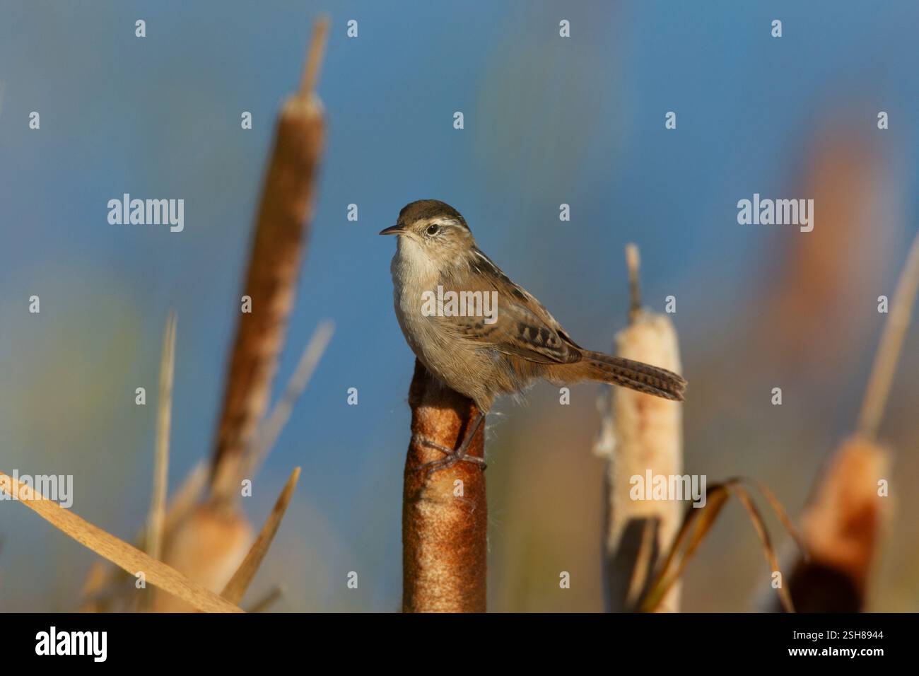 Feet securely lodged in cattail, a marsh wren (Cistothorus palustris ...
