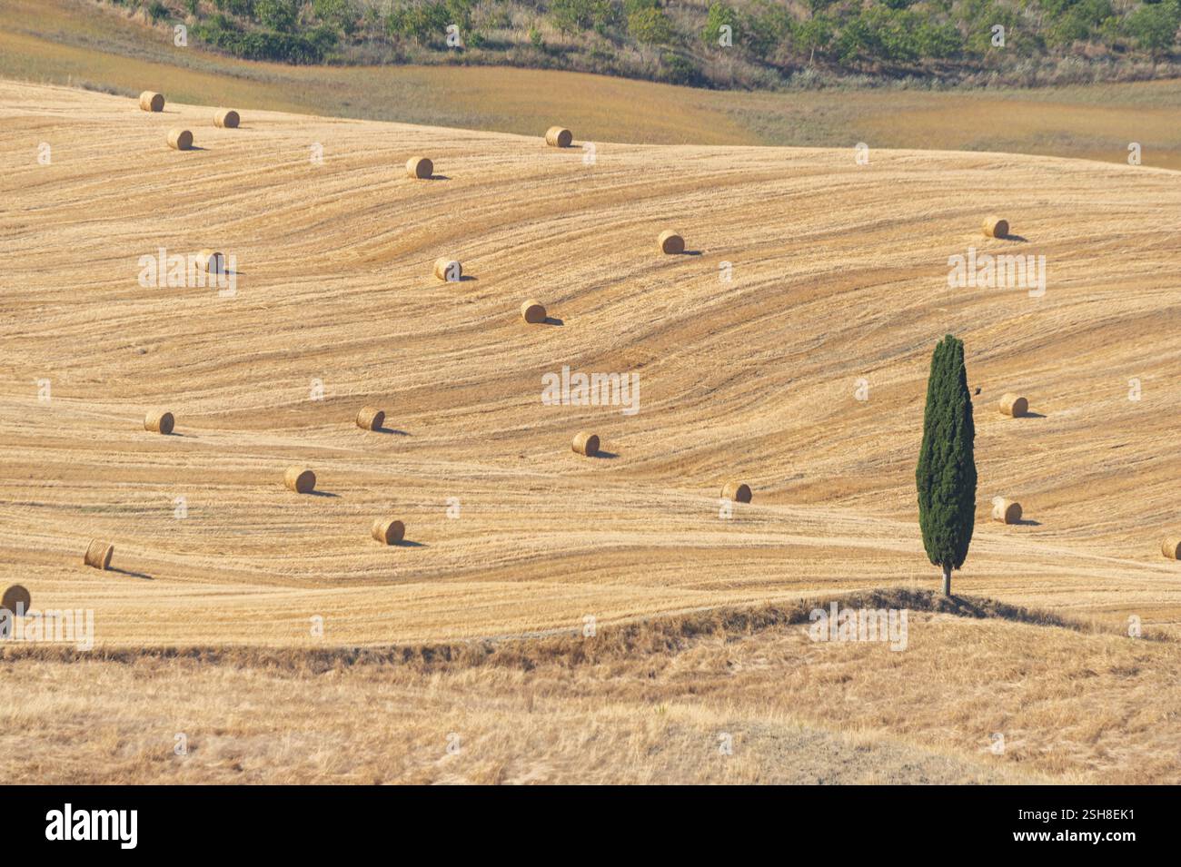 Typical Tuscan landscape in Val d'Orcia with hills, trees, fields ...