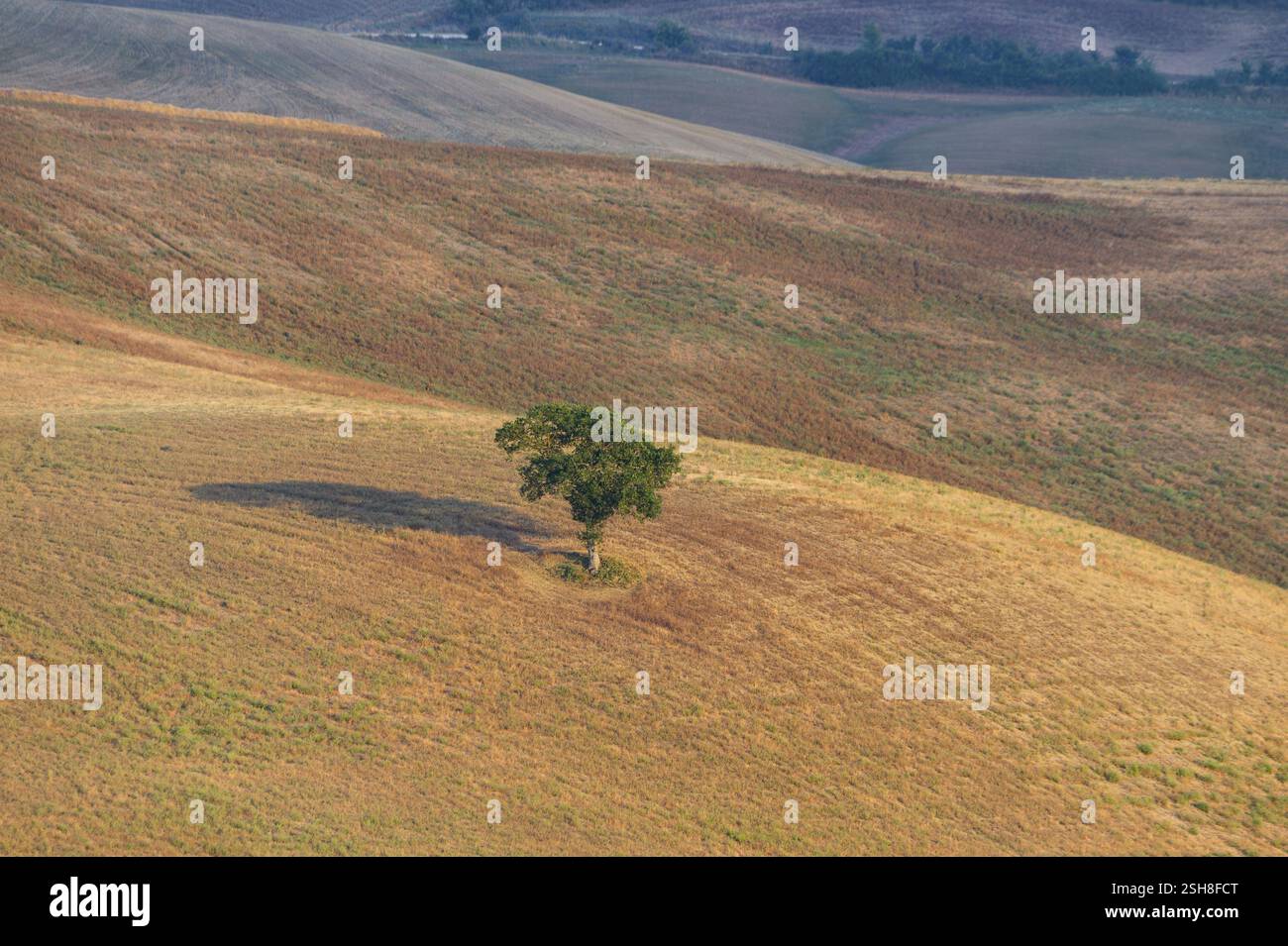 Single Tree standing in a typical Tuscan landscape in Val d'Orcia with ...