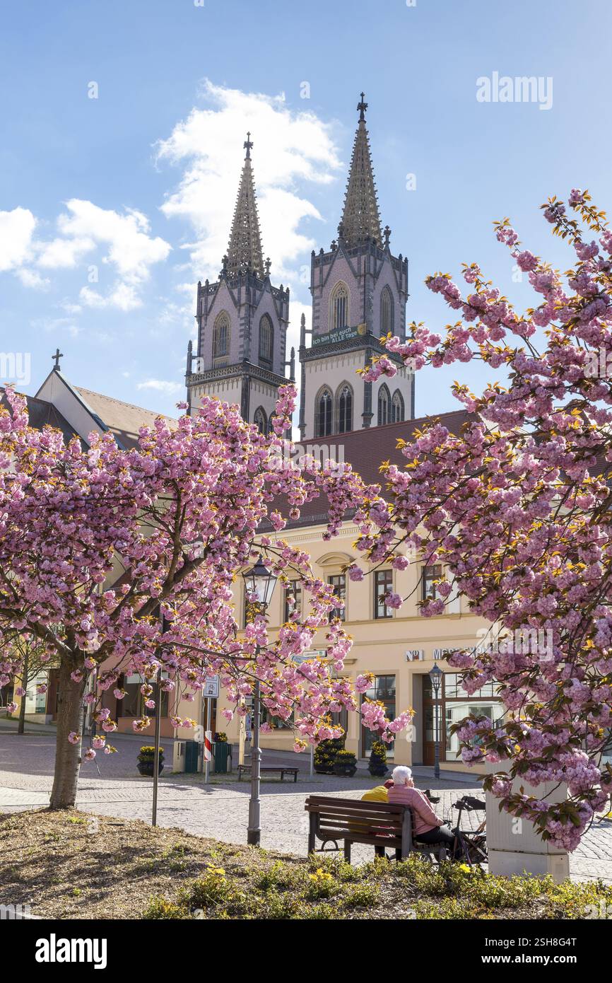 Towers of St.Aegidien church, in the foreground flowering trees of the ...