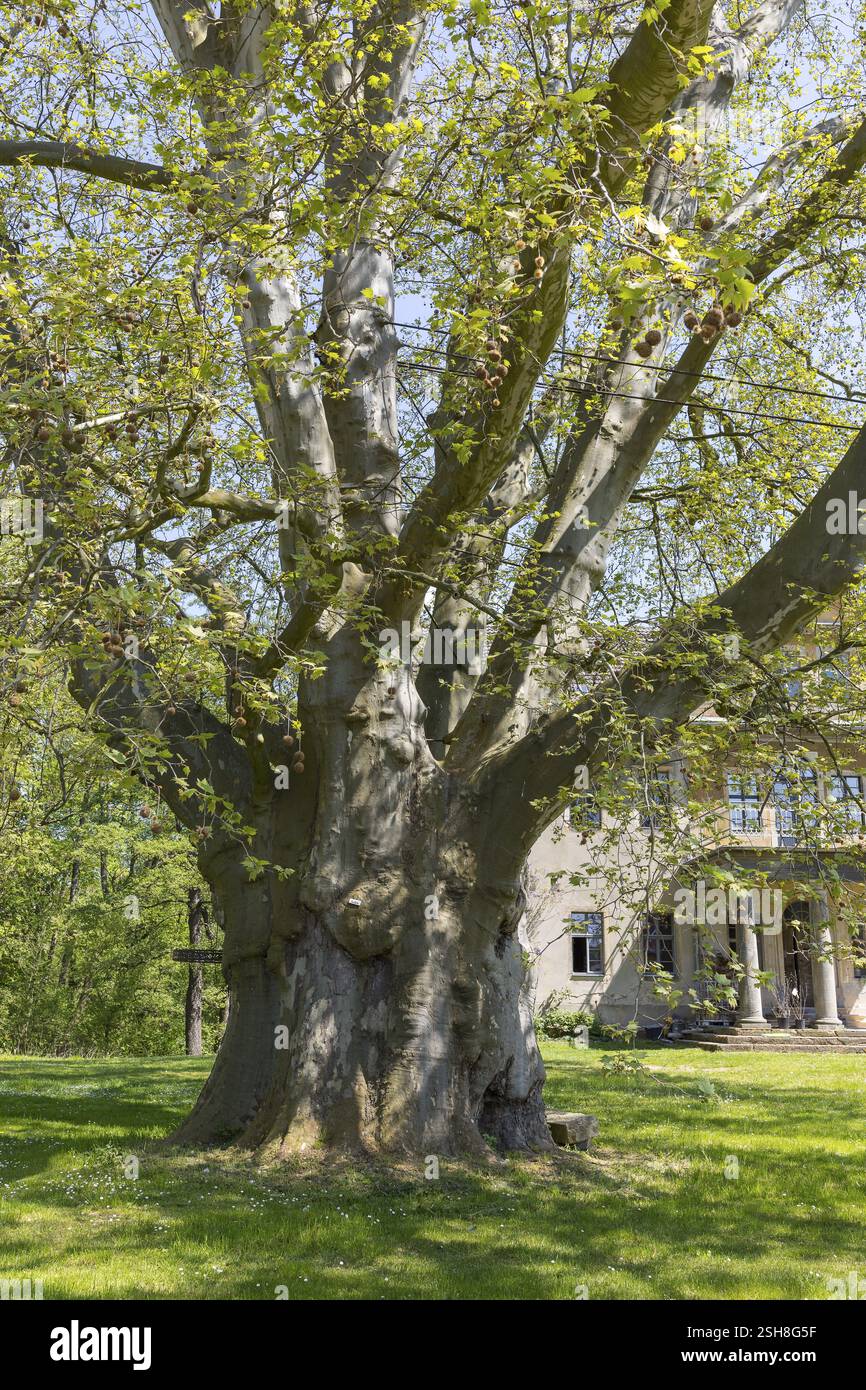 Old plane tree (Platanus) at the manor house, 180-300 years old ...