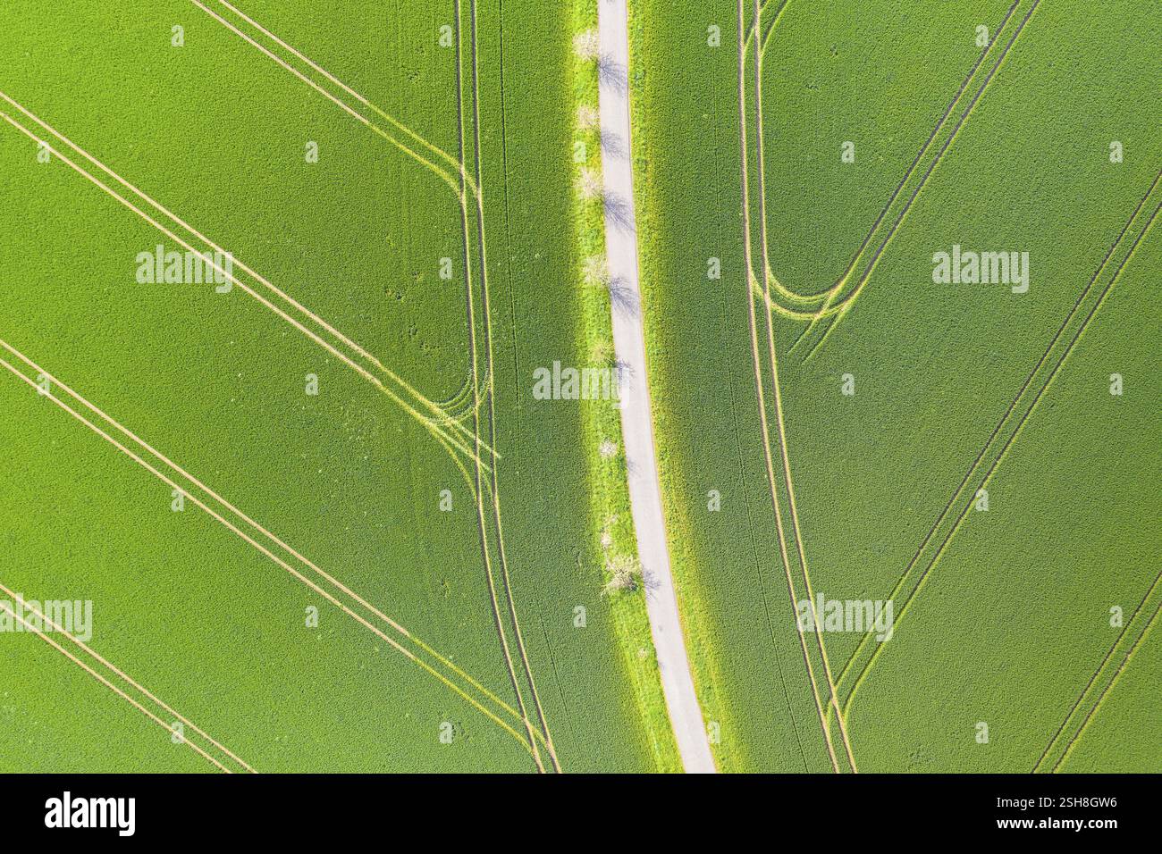 Leaf vein roads hi-res stock photography and images - Alamy