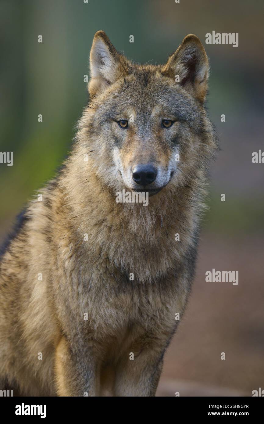 Wolf front view hi-res stock photography and images - Alamy