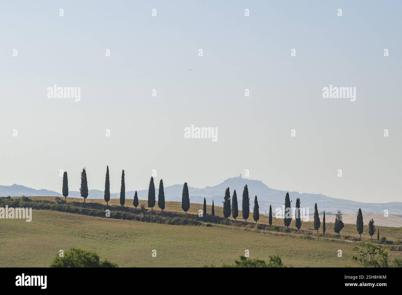 Cypress trees in a typical Tuscan landscape in Val d'Orcia with hills ...
