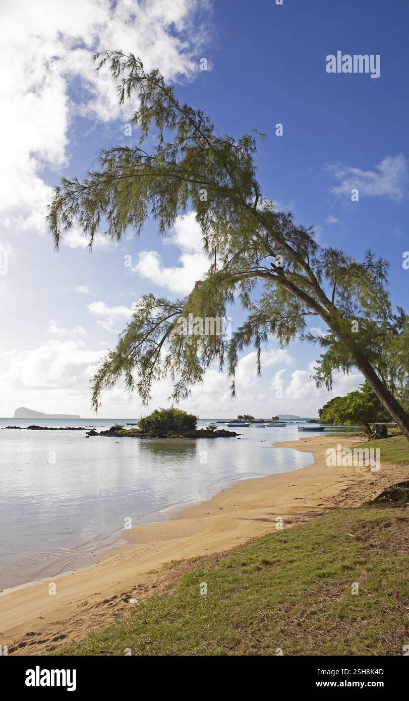 Casuarina on the beach at the Indian Ocean near Calodyne, behind the ...