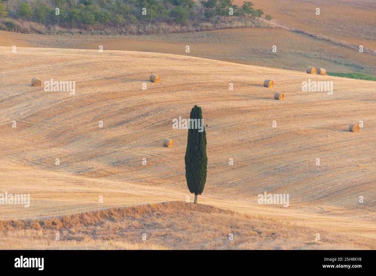 Typical Tuscan landscape in Val d'Orcia with hills, trees, fields ...