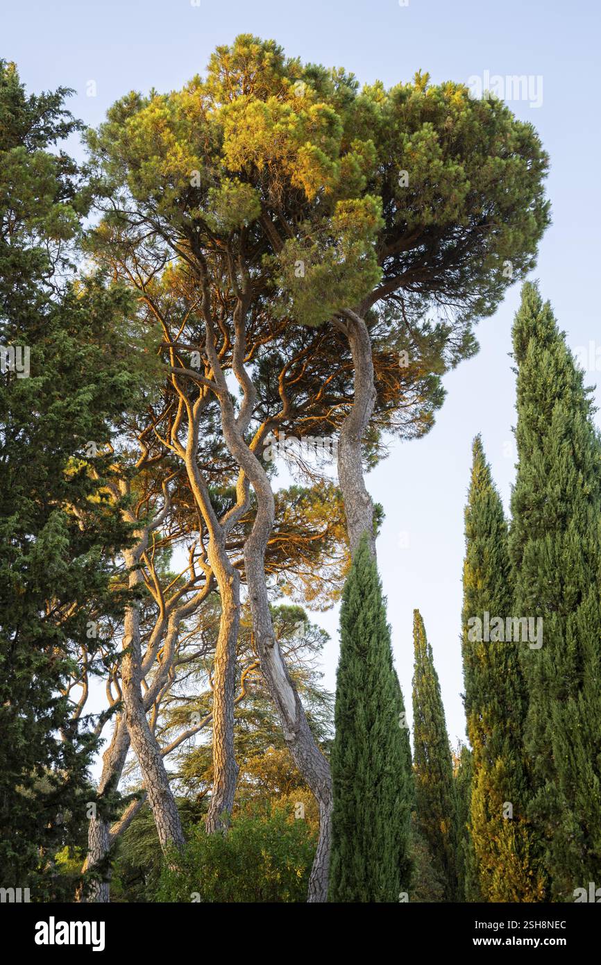 Old pine trees and sypresses growing in Val d'Orcia in summer, Tuscany ...