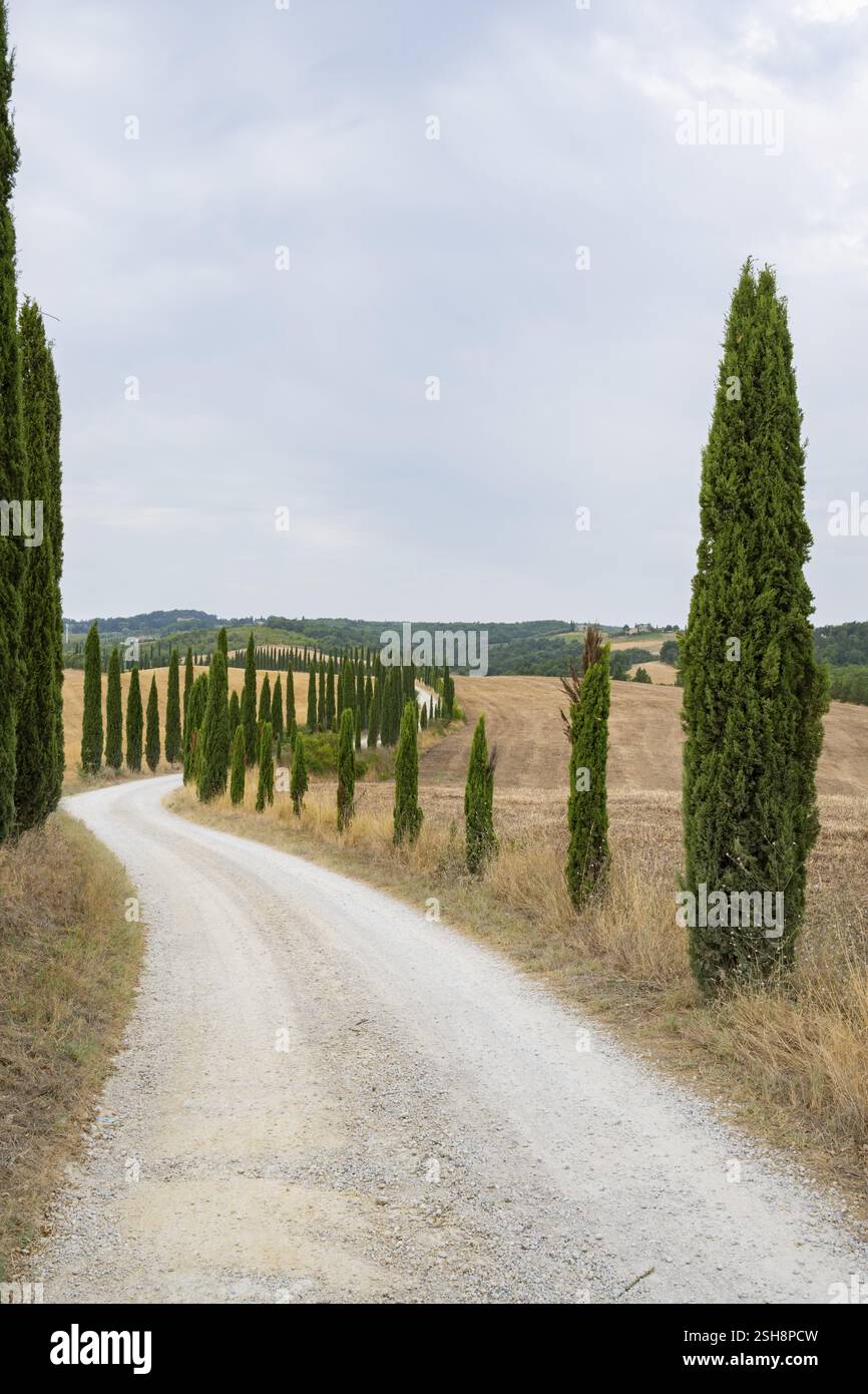 Road going through Cypress trees in a Typical Tuscan landscape in Crete ...