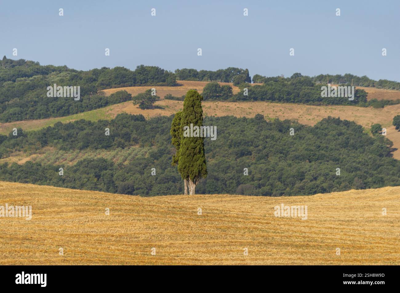 Cypress trees in a typical Tuscan landscape in Val d'Orcia with hills ...