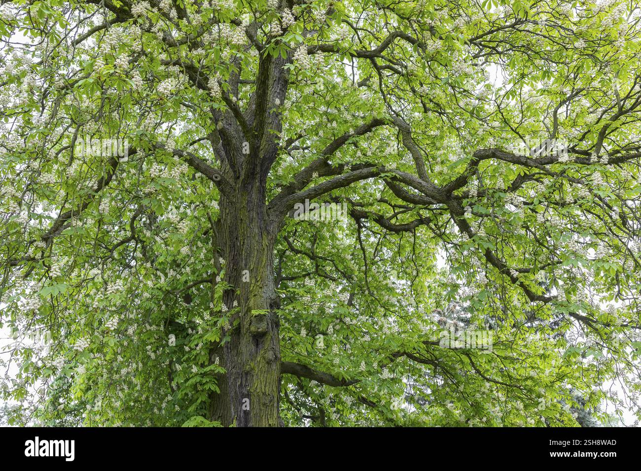 Crown of a white horse chestnut (Aesculus hippocastanum) in bloom ...