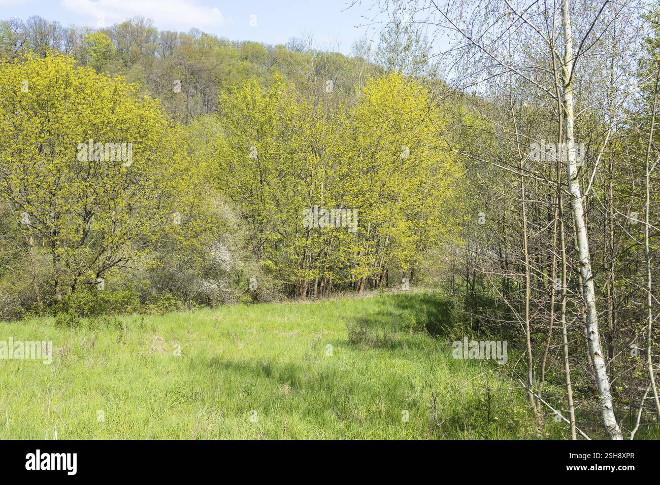 The old course of the A4 motorway in the Tanneberger Loch in the ...