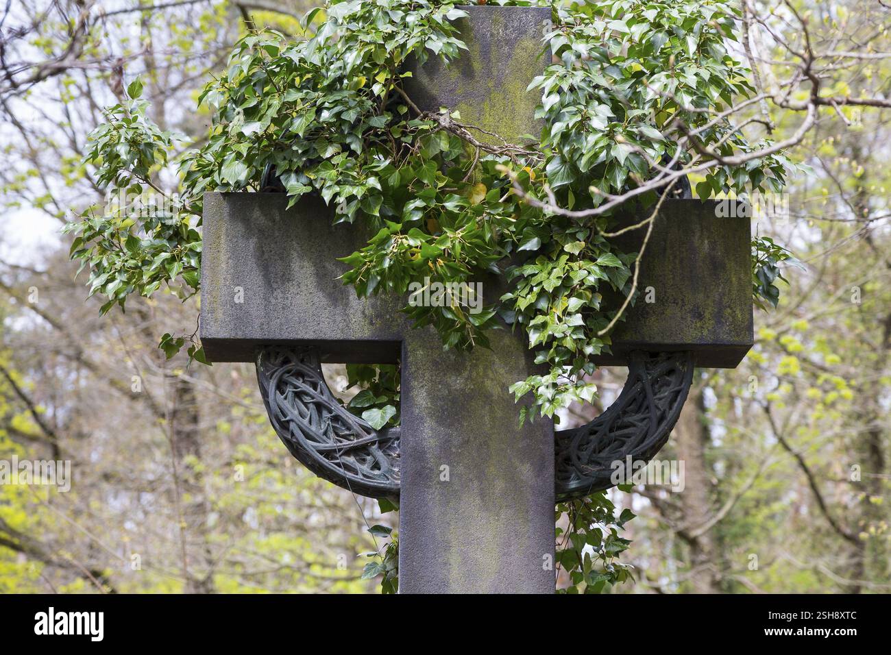 Large cross with thorny disease surrounded by ivy (Hedera helix ...