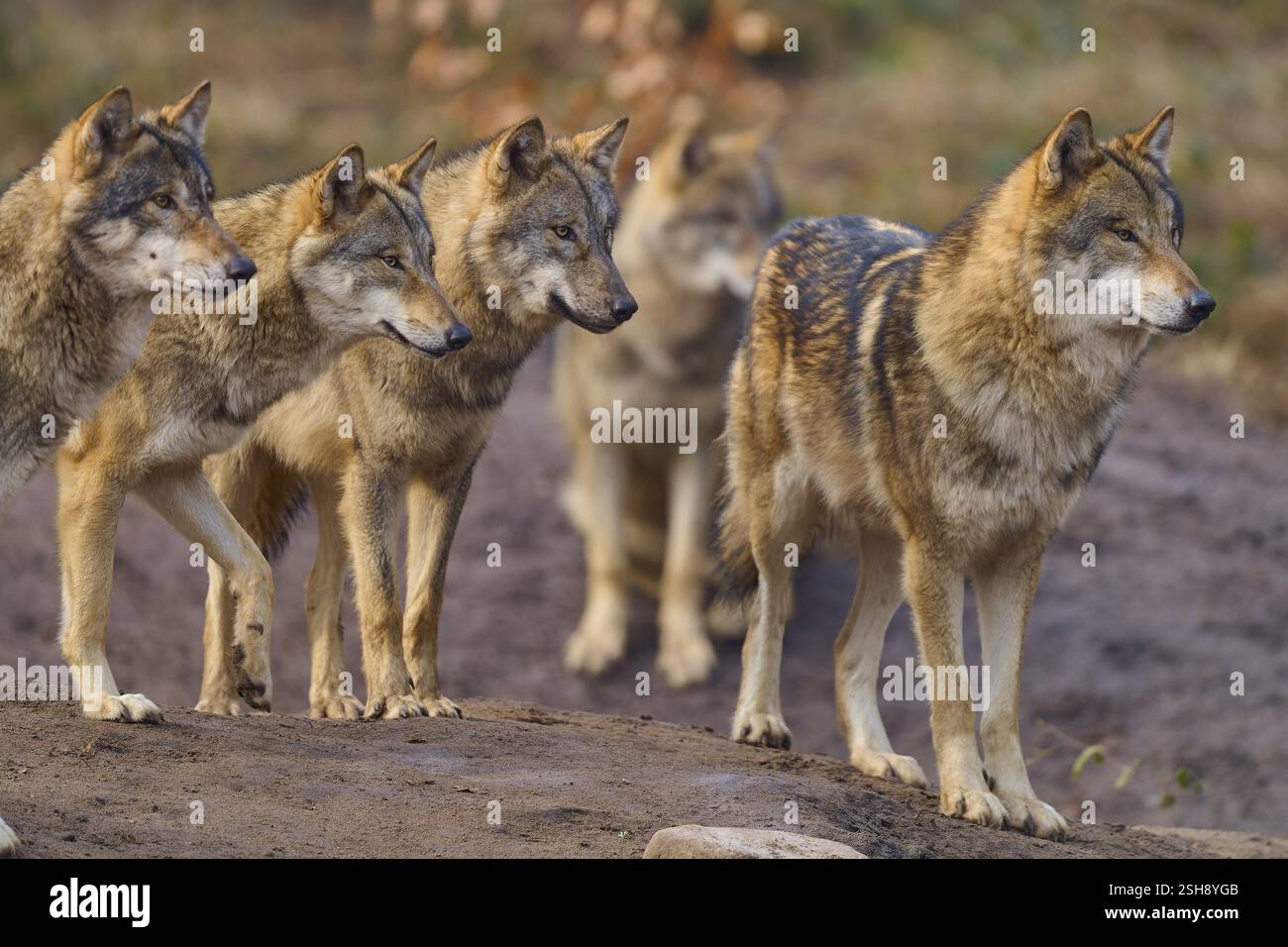 Wolf (Canis lupus), five wolves watch closely in a natural environment ...