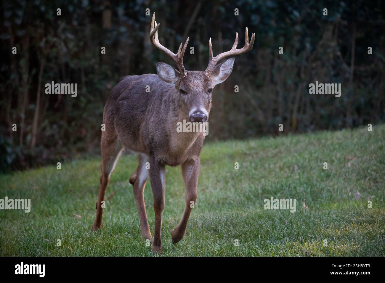 An elderly white-tail deer buck walking across an open field Stock ...