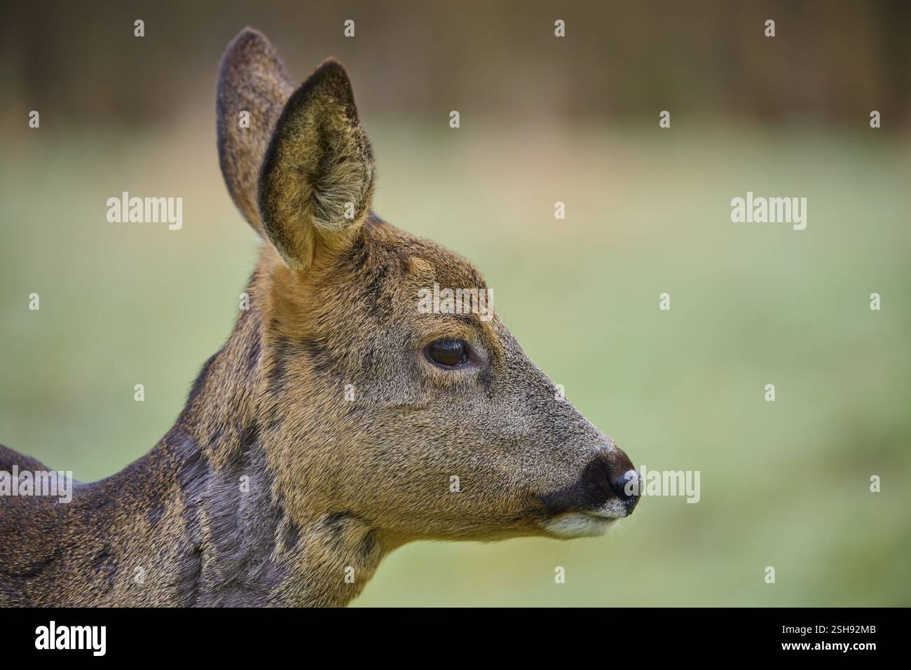Roe deer (Capreolus capreolus), side view of a roe deer on a green ...