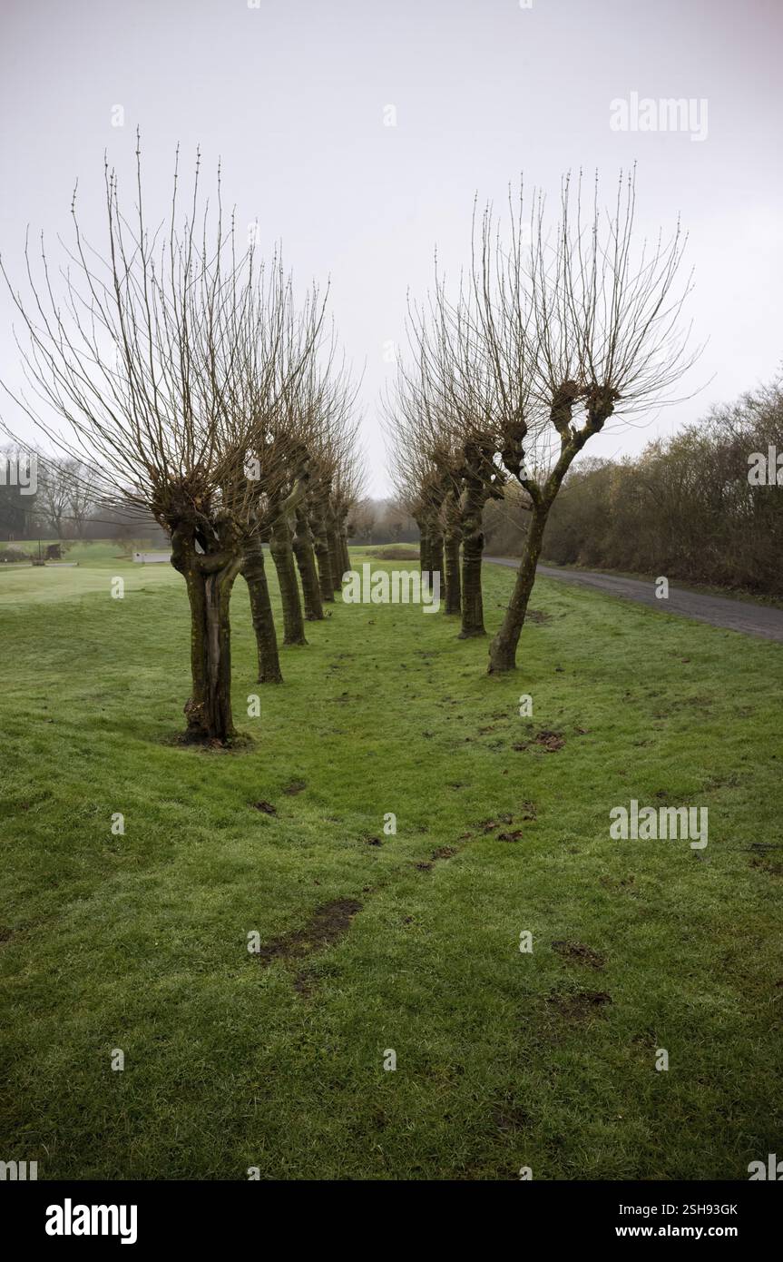 Symmetrical row of pruned trees in winter landscape Stock Photo - Alamy