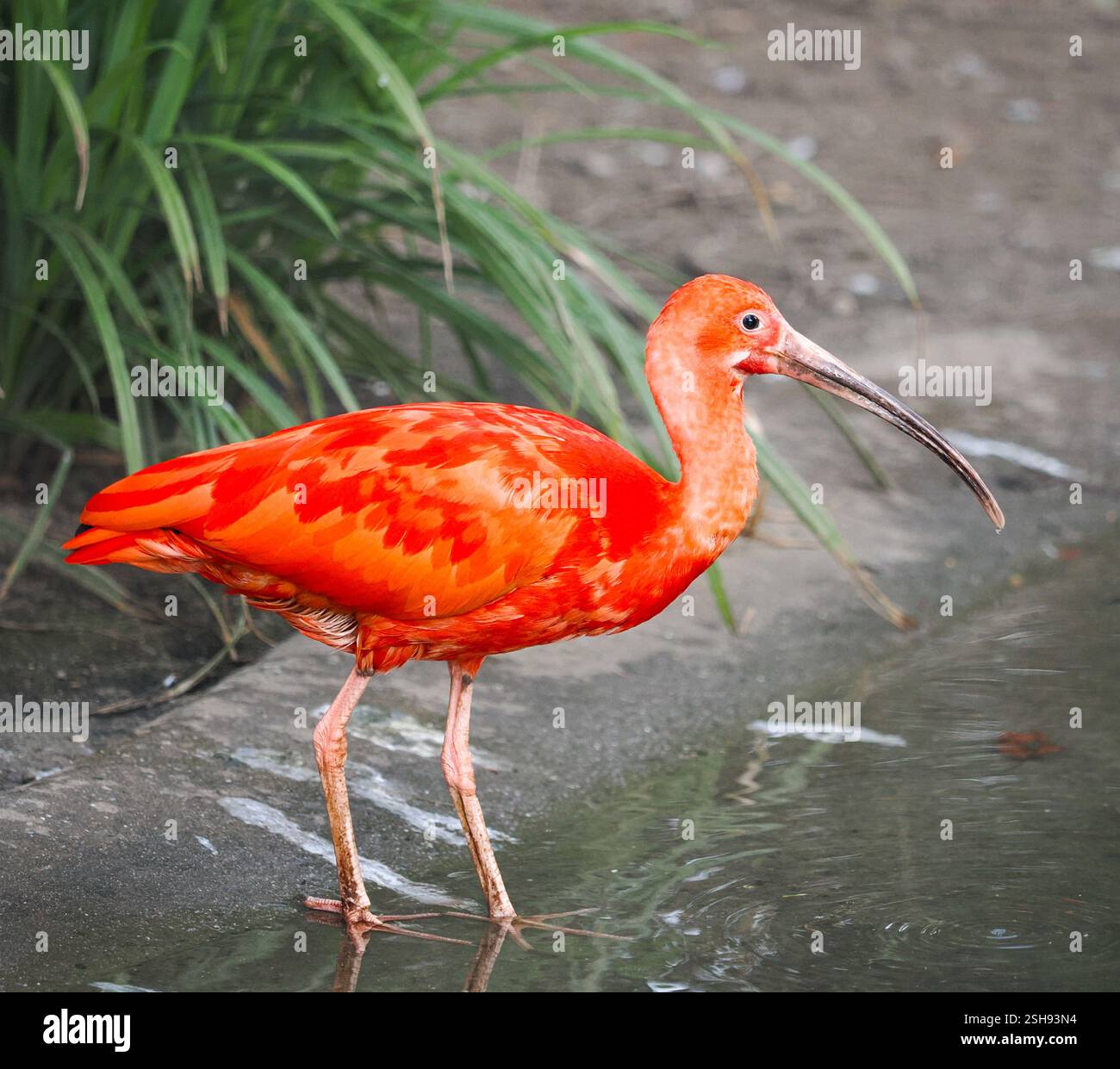 Red ibis (Eudocimus ruber Stock Photo - Alamy