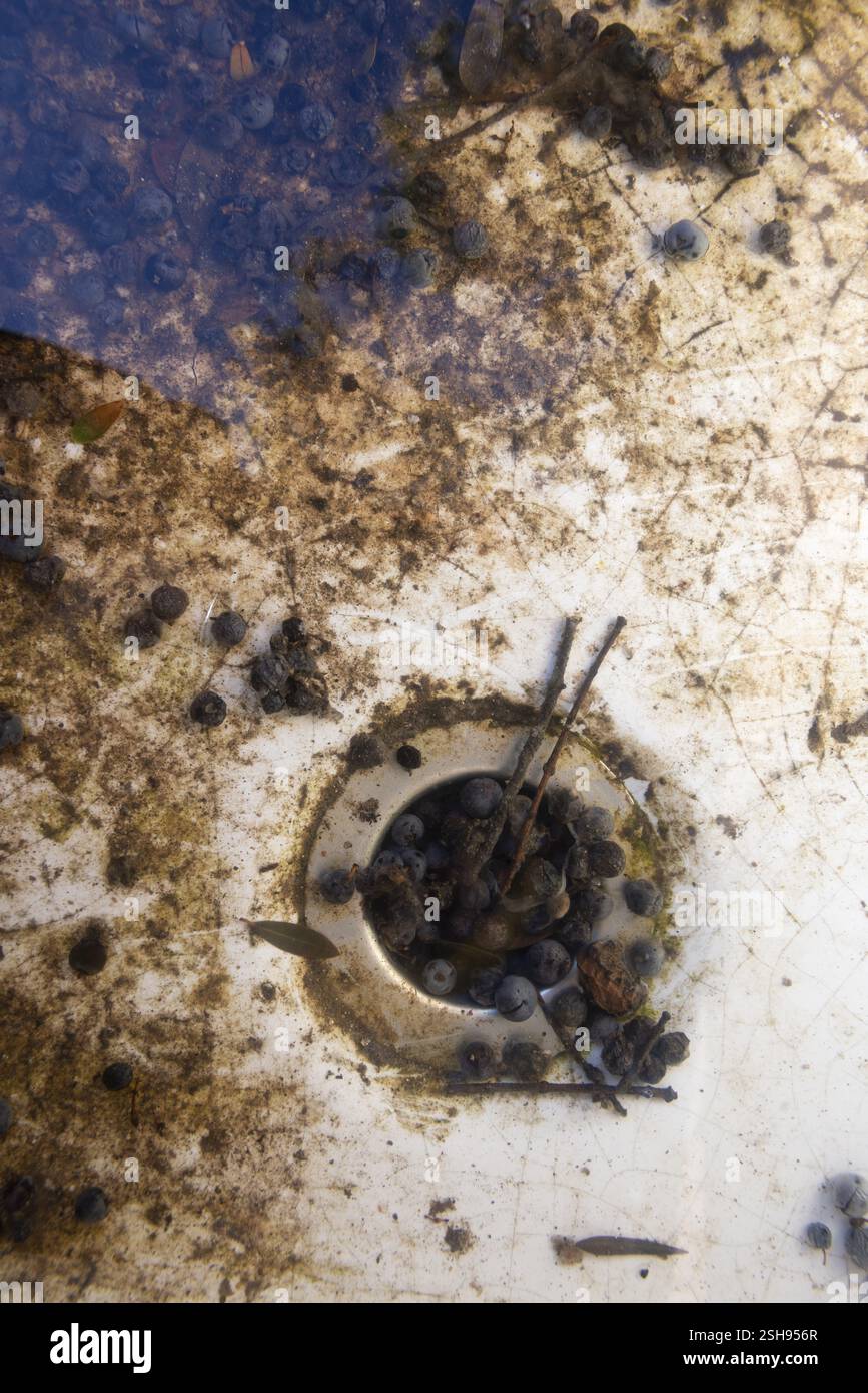 Messy sink with dirt and leaves around the drain Stock Photo - Alamy