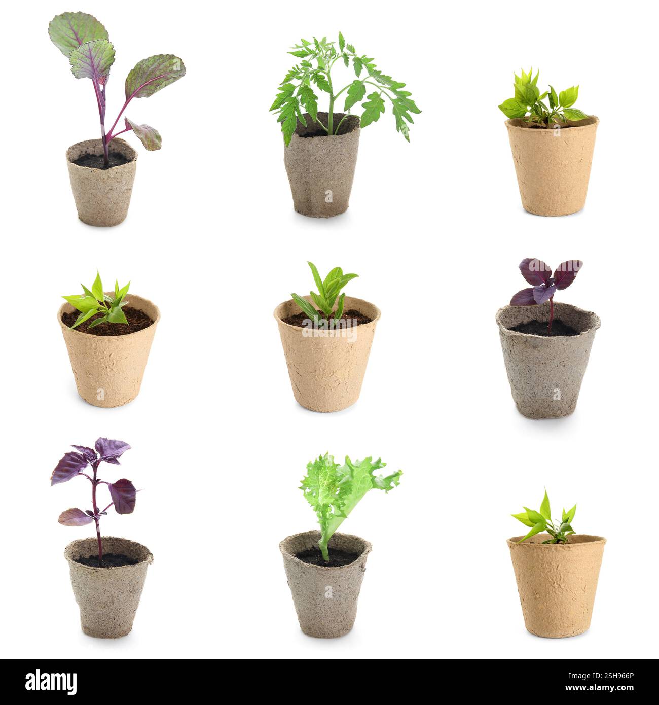 Set of many seedlings in peat pots on white background Stock Photo - Alamy