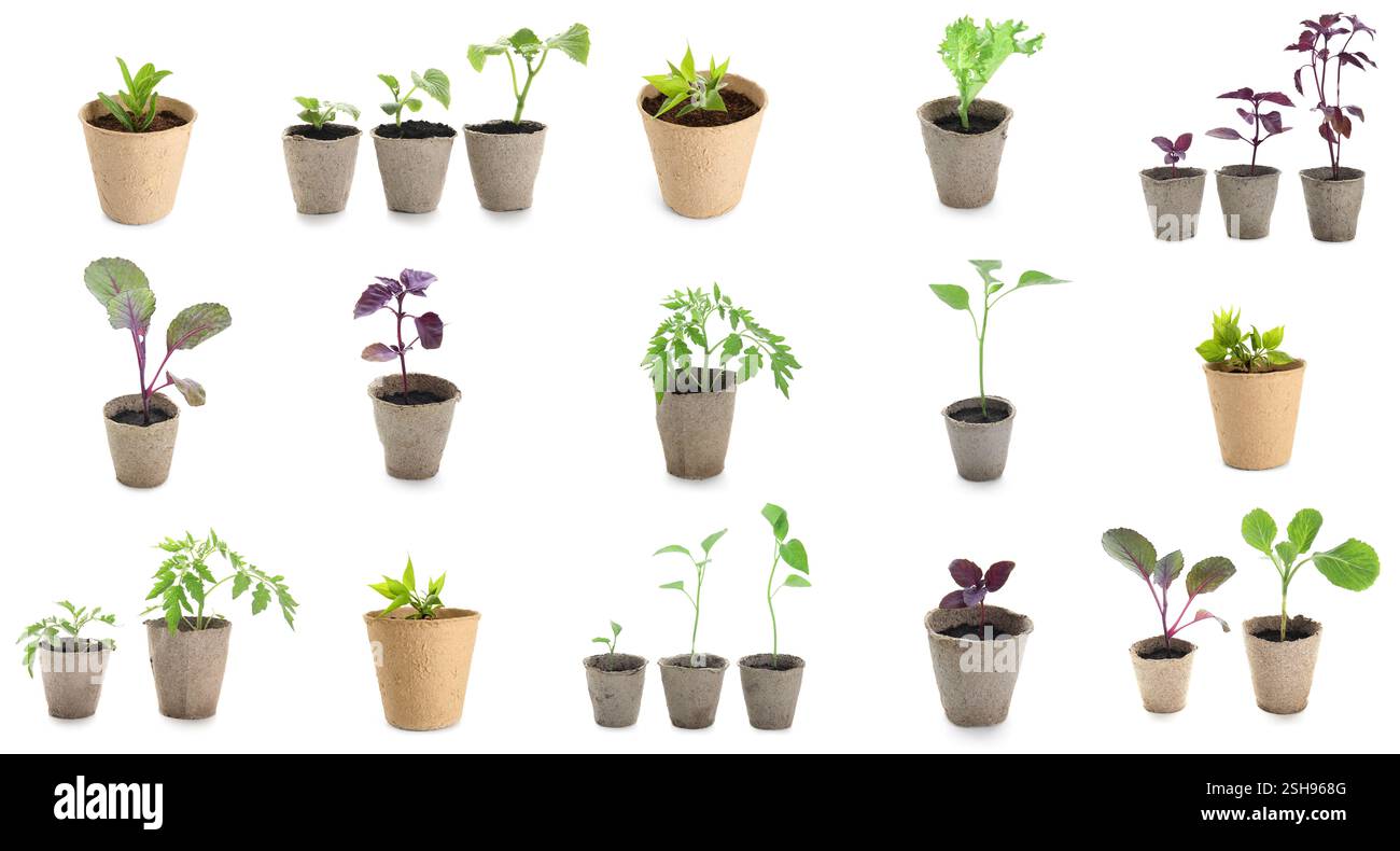 Set of many seedlings in peat pots on white background Stock Photo - Alamy