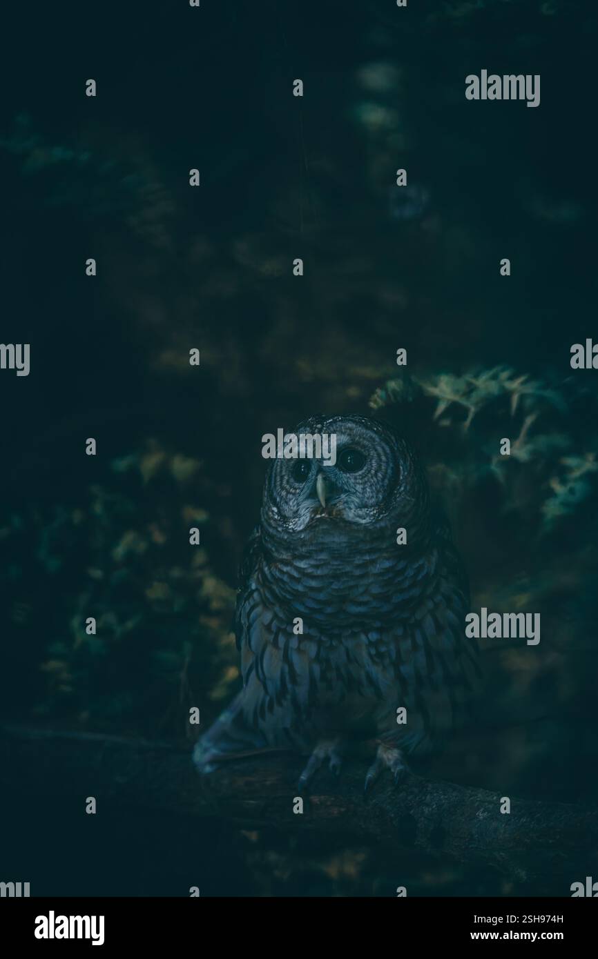 Majestic Owl Wildlife Photography High-Resolution stock image. Stuning high quality owls intense ...