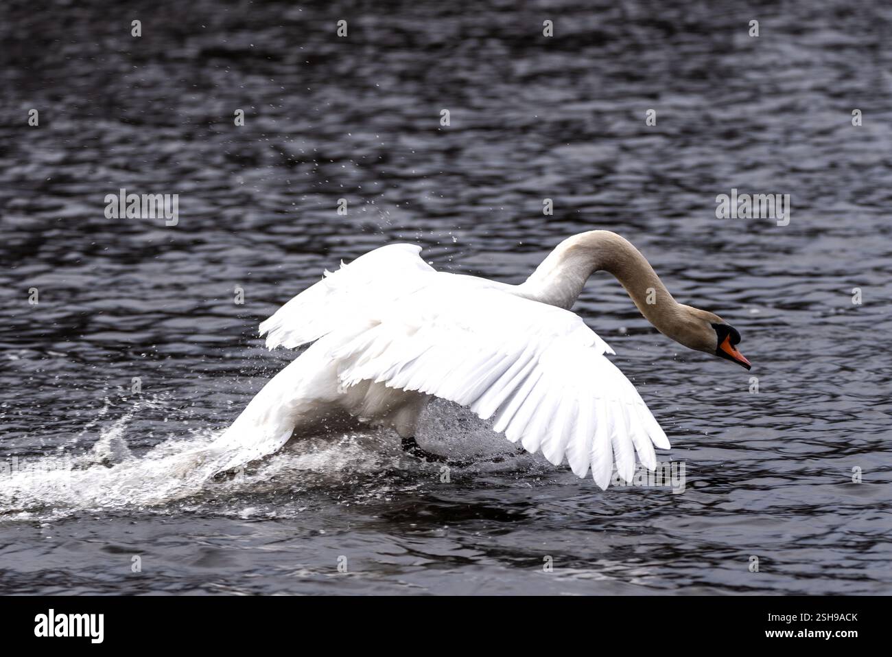 Violent intimidation hi-res stock photography and images - Alamy