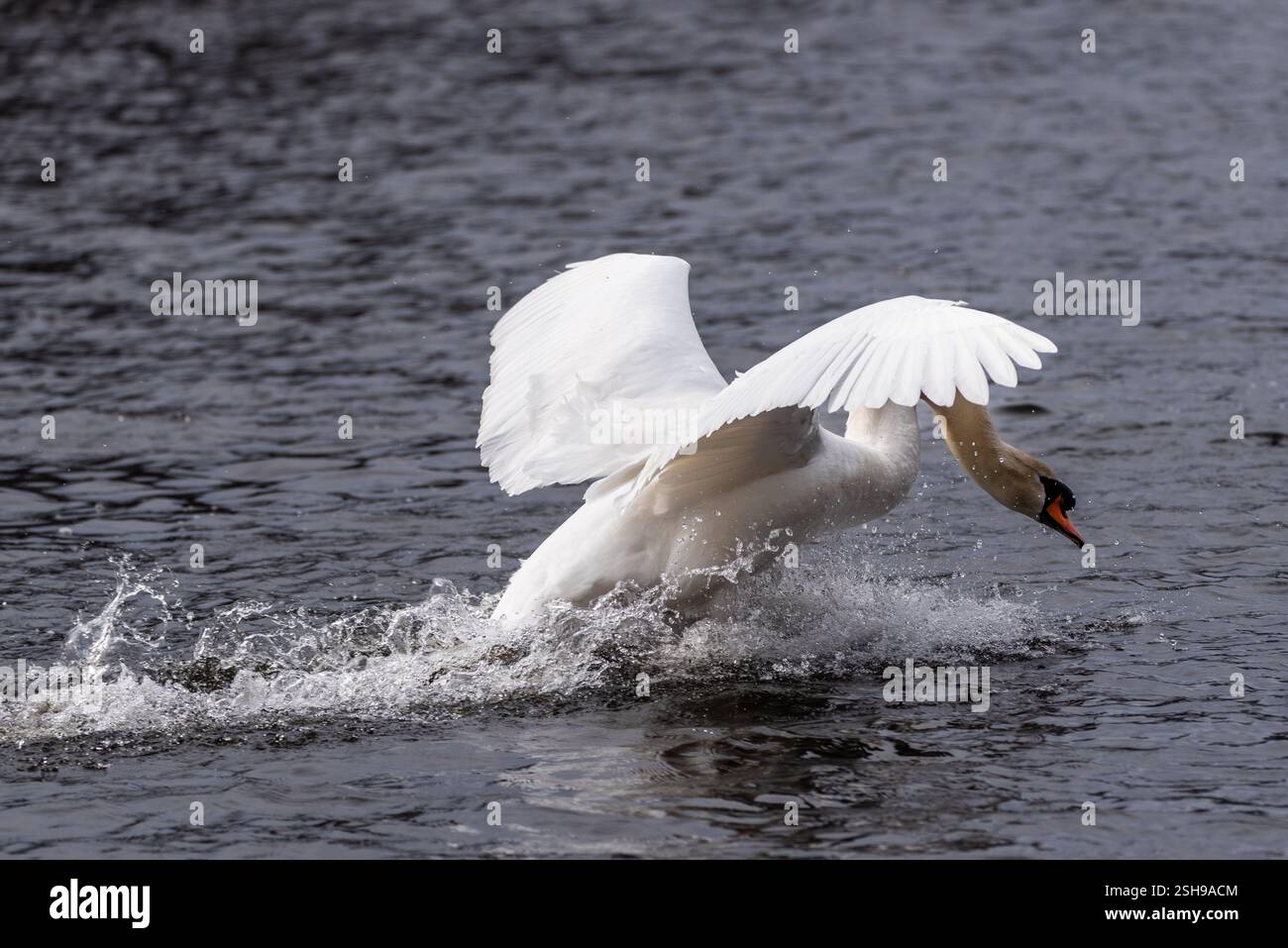 Violent intimidation hi-res stock photography and images - Alamy