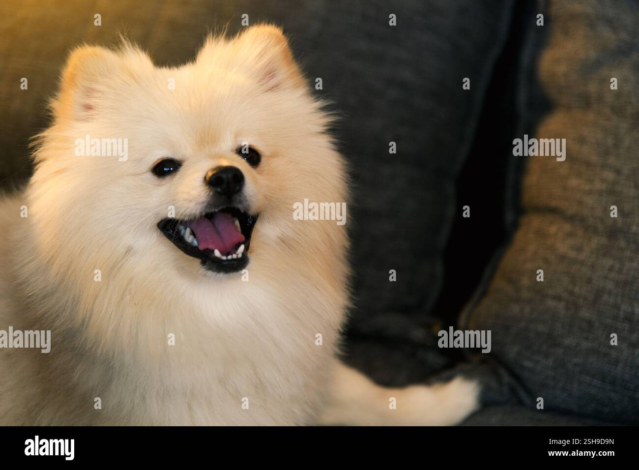 A closeup photo of a male Pomeranian dog sitting on a couch with its ...