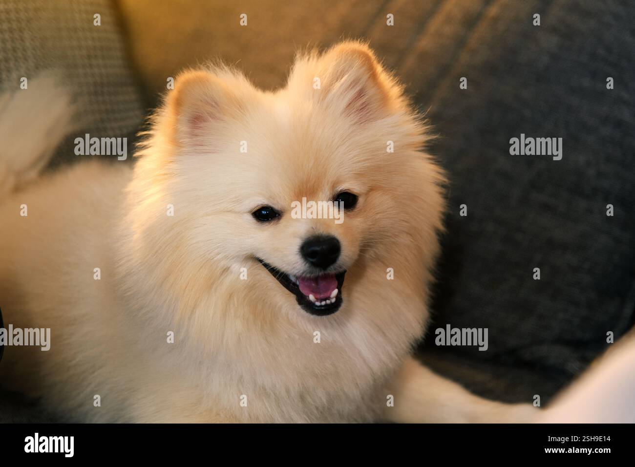 A detailed closeup photo of a male Pomeranian dog’s face, highlighting ...