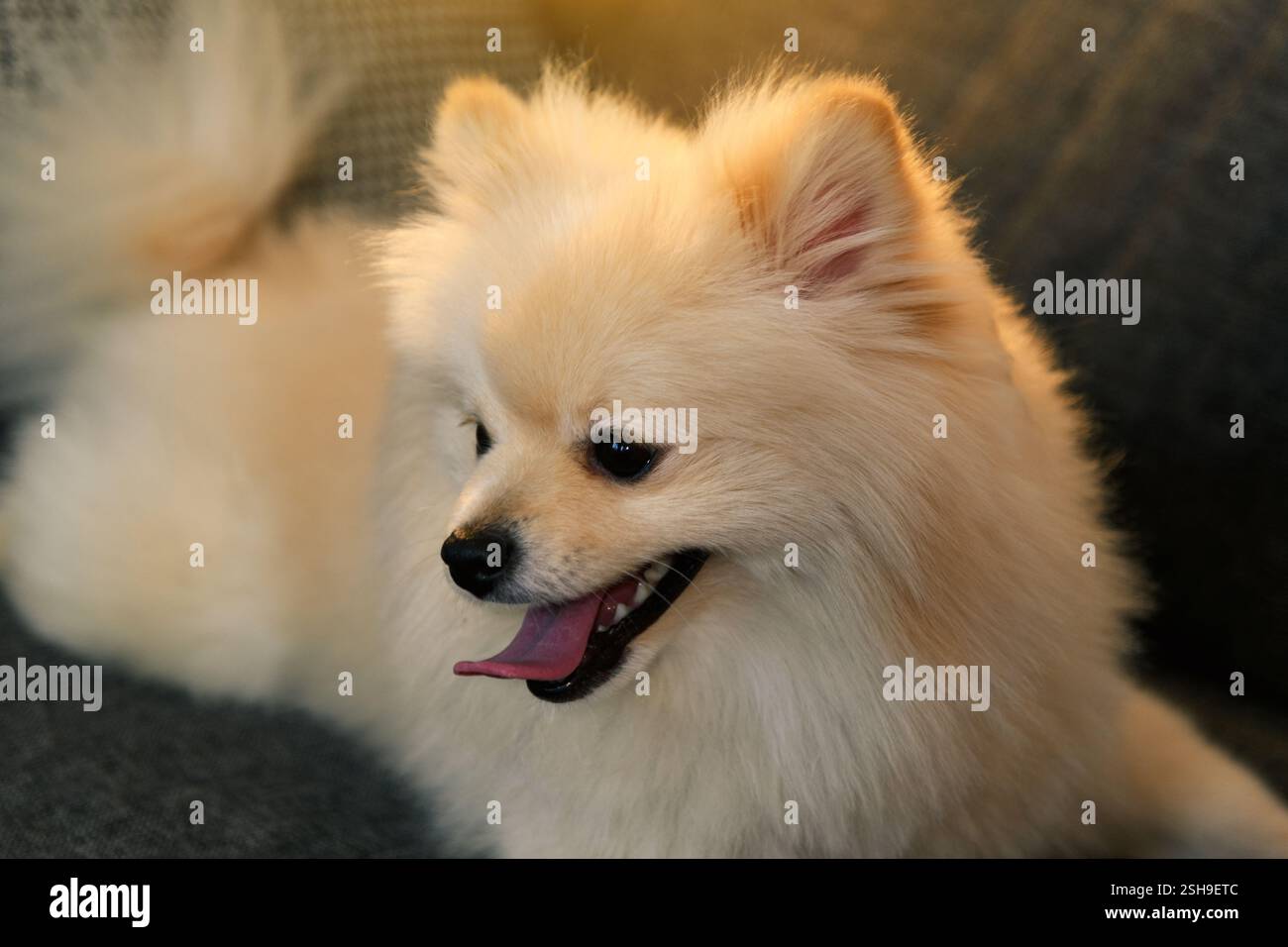 A detailed closeup photo of a male Pomeranian dog’s face, highlighting ...