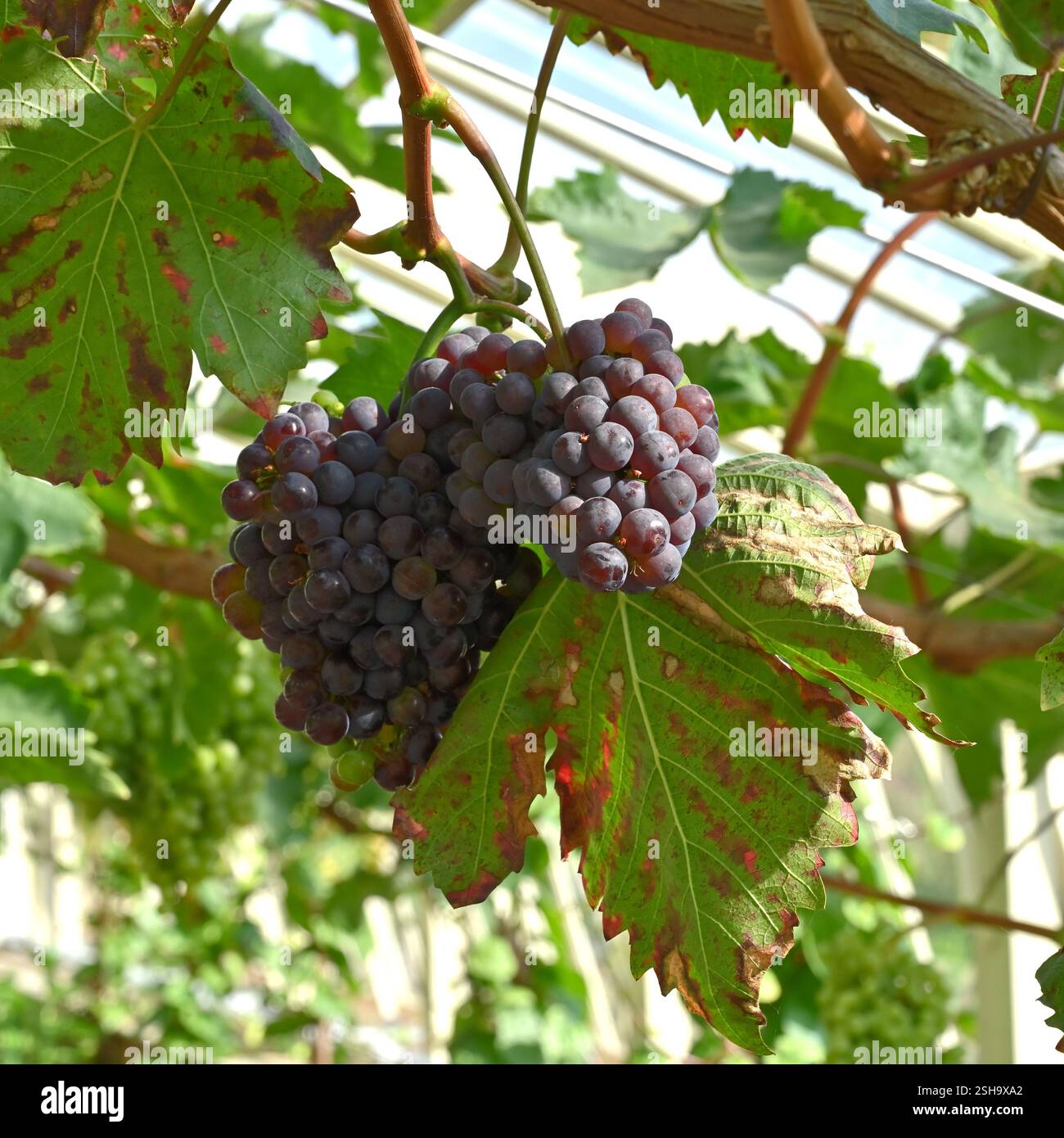Grape alnwick seedling hi-res stock photography and images - Alamy