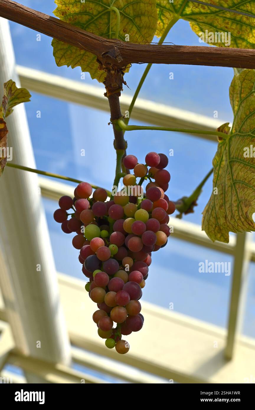 Grape fragola vitis vinifera hi-res stock photography and images - Alamy
