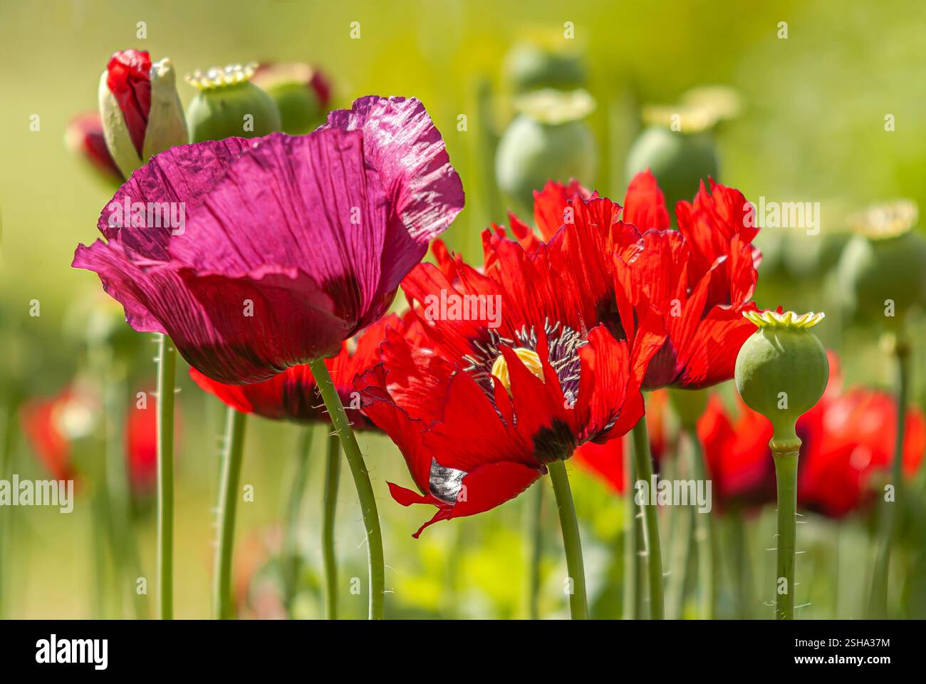 Closeup of Opium Poppy flowers (Papaver Somniferum) at the Cambridge ...