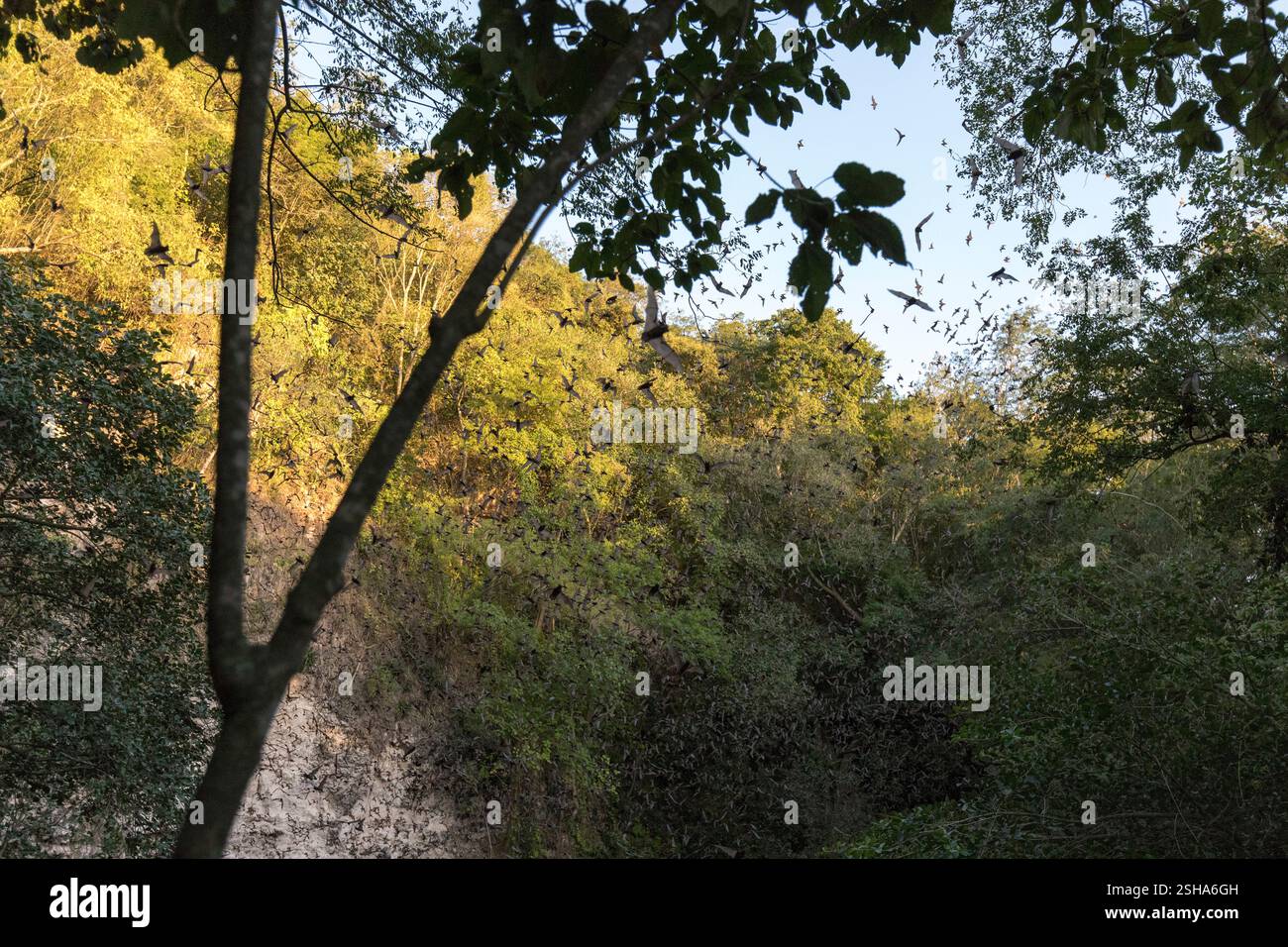 The Bat Volcano of Calakmul, Mexico Stock Photo - Alamy