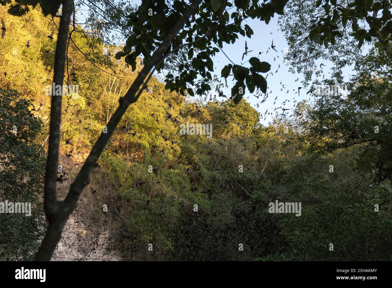 The Bat Volcano of Calakmul, Mexico Stock Photo - Alamy