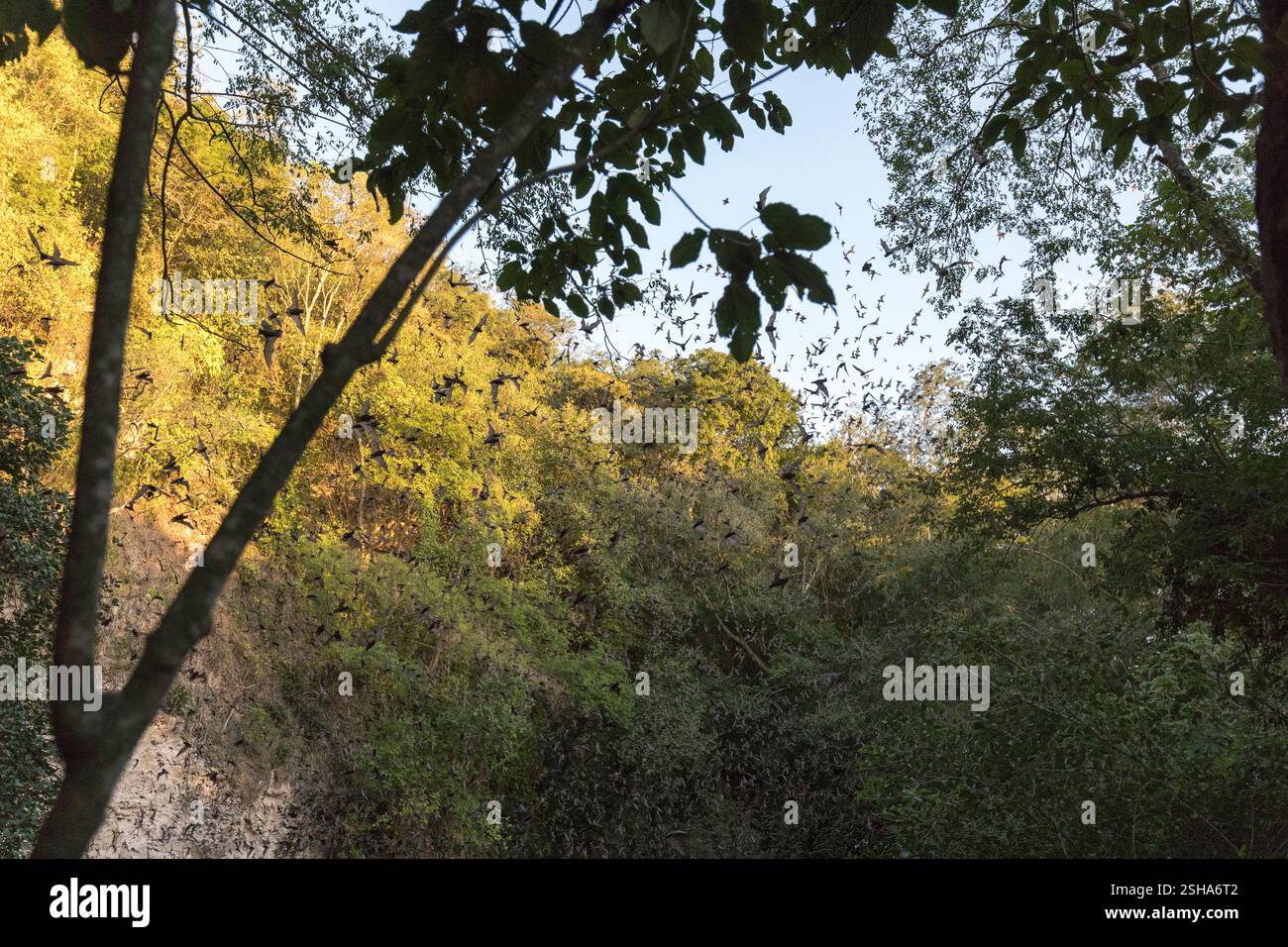 The Bat Volcano of Calakmul, Mexico Stock Photo - Alamy