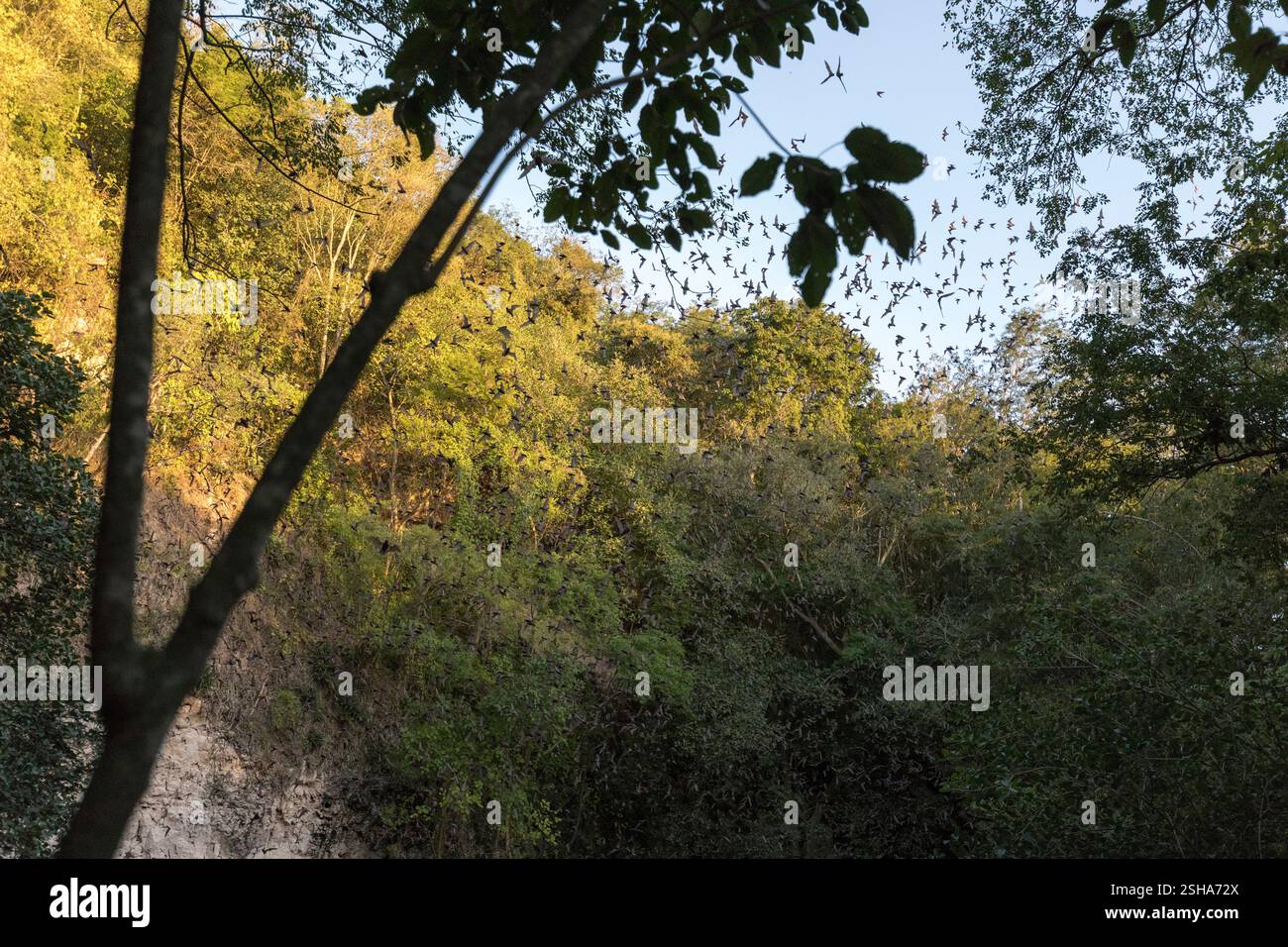 The Bat Volcano of Calakmul, Mexico Stock Photo - Alamy