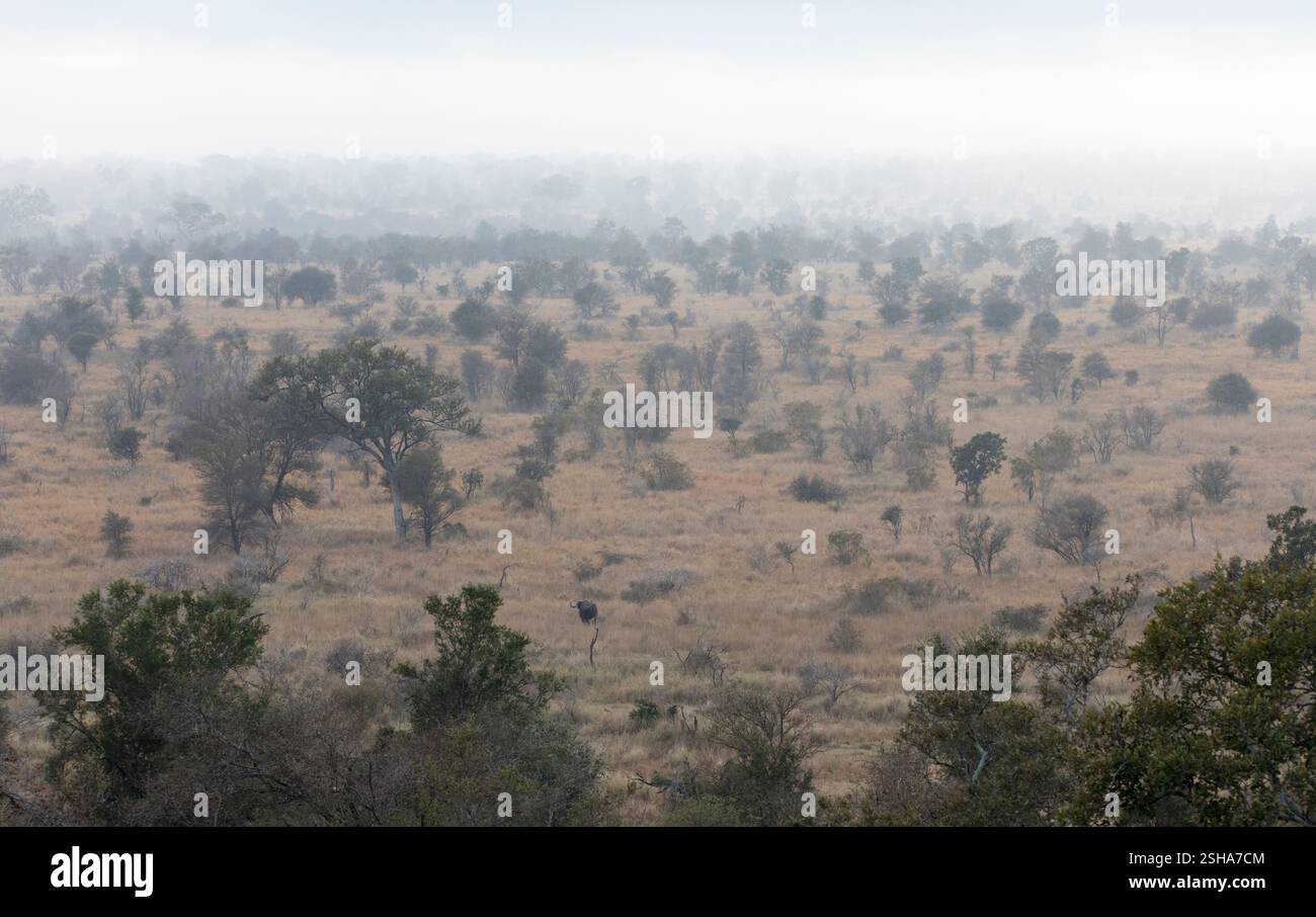 Nice landscape in kruger hi-res stock photography and images - Alamy