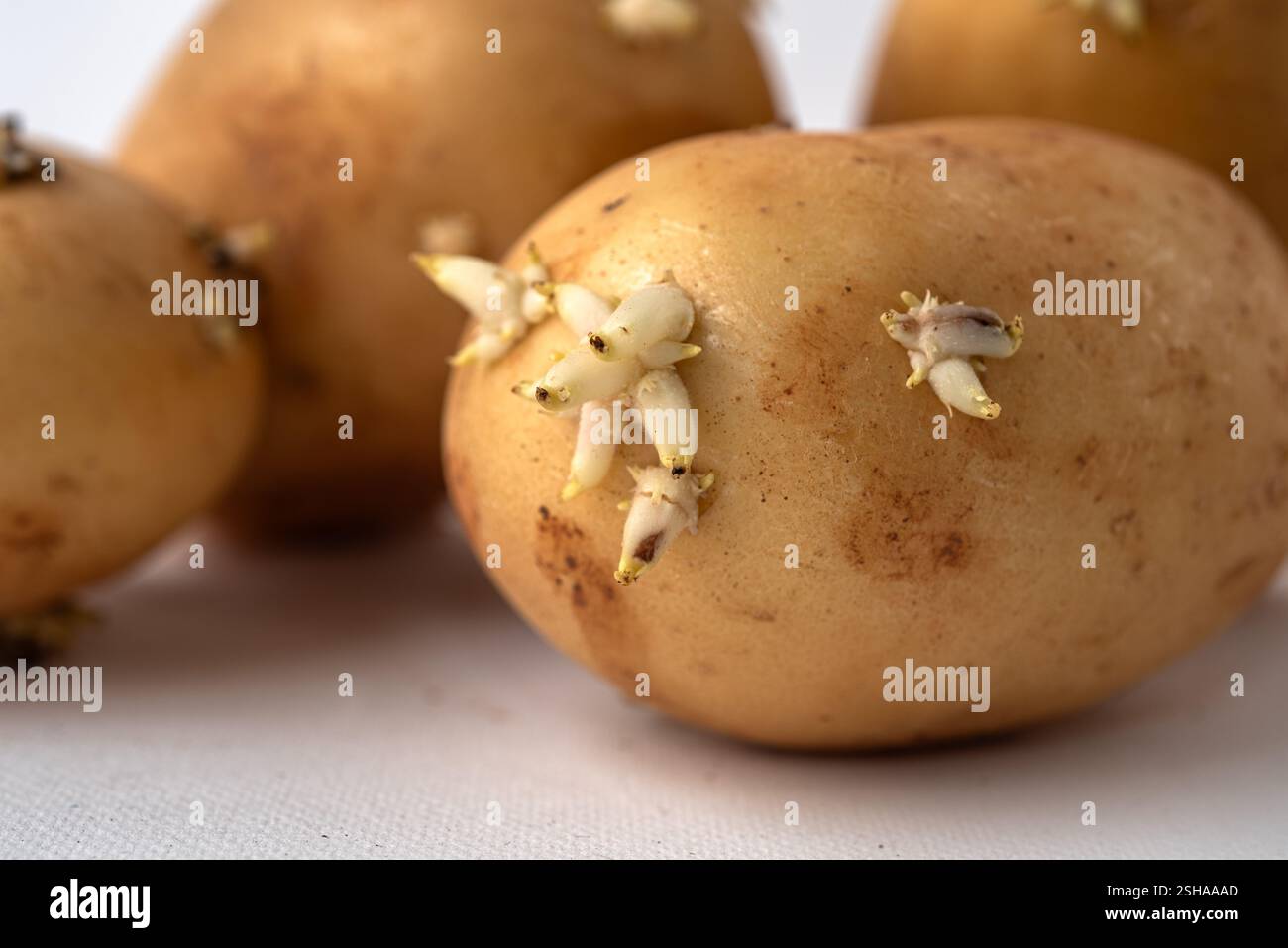 Fresh potato sprout on a white background Stock Photo - Alamy