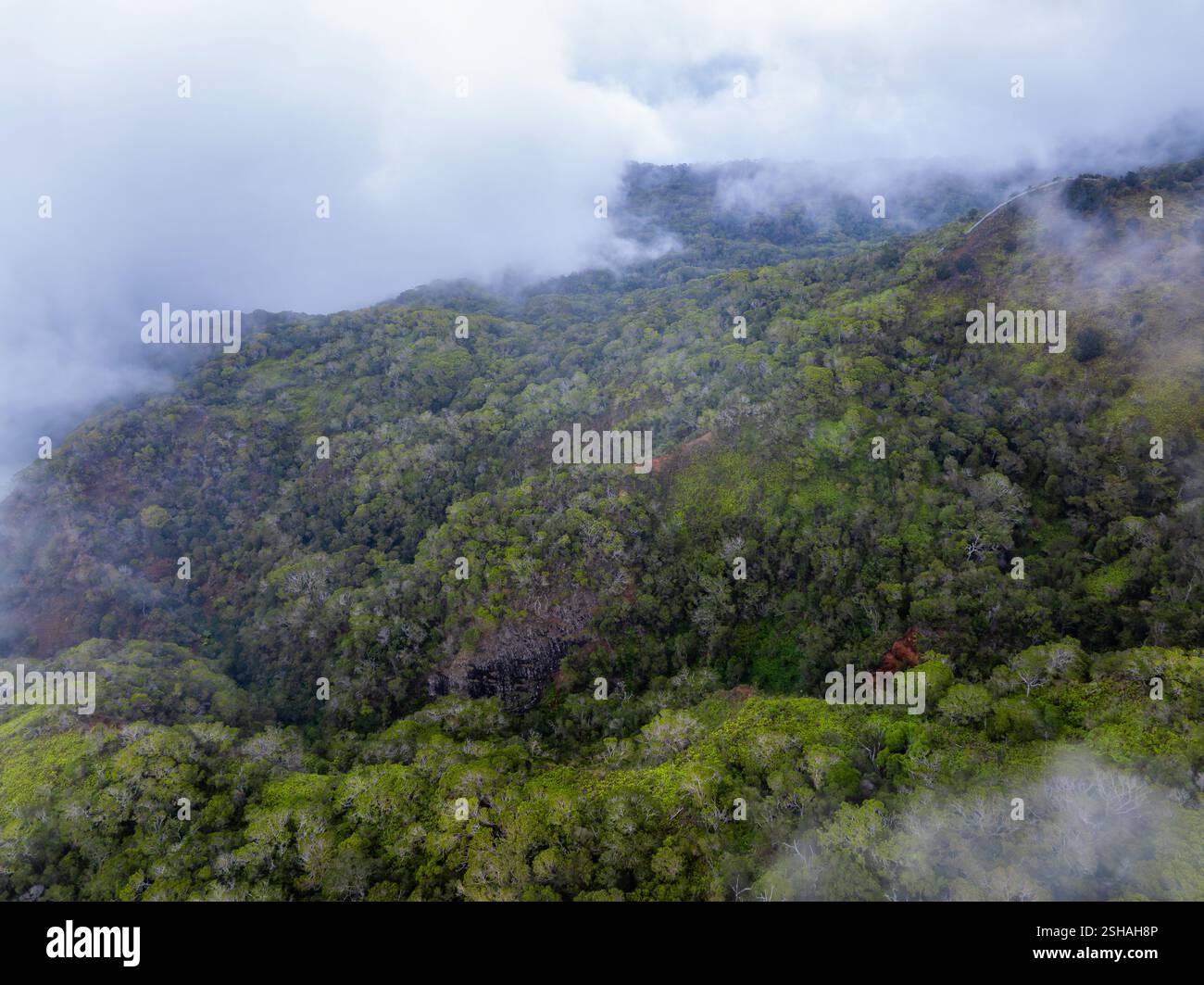 Lush Forested Landscape with Mist on Kauai Island Stock Photo - Alamy
