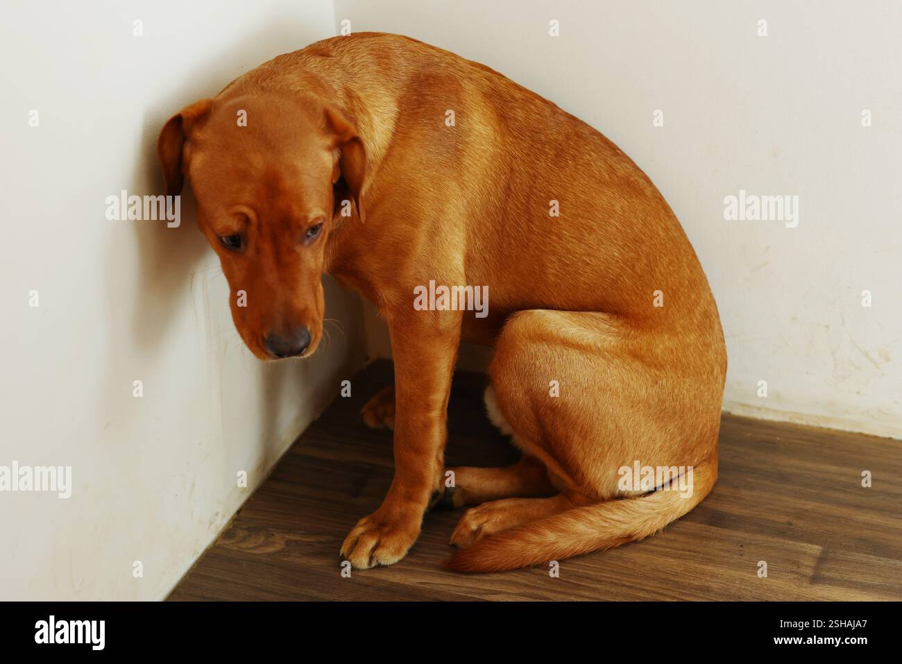 large brown dog sad is ashamed of bad behavior, showing discipline ...