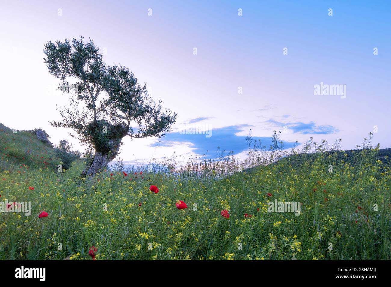 Olive tree in meadow in bloom hi-res stock photography and images - Alamy