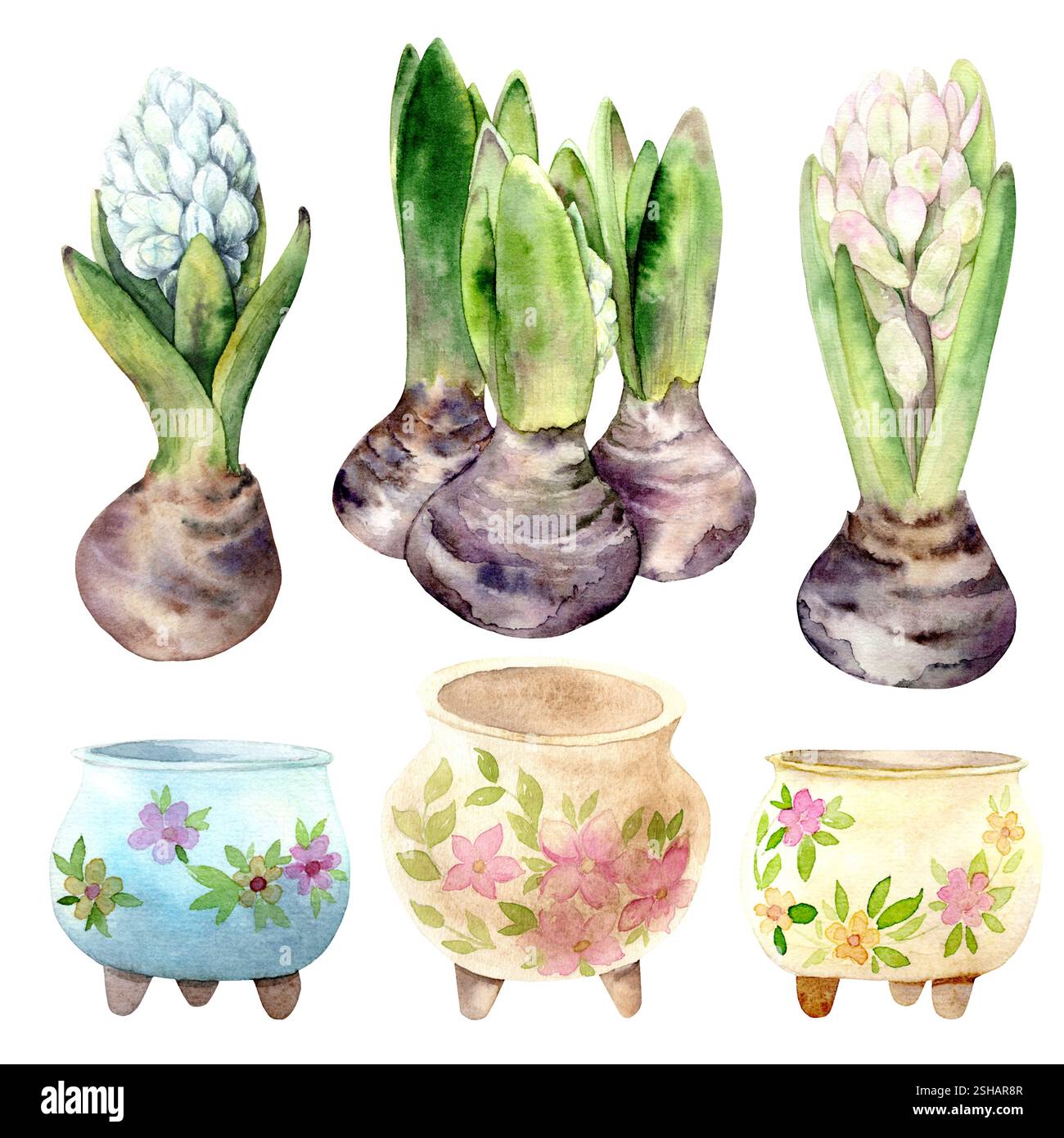 Spring set of hyacinths and flower pots. Watercolor illustration on ...